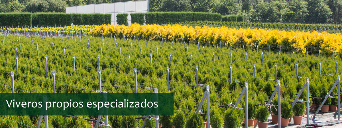 COPLANT: los Viveros de planta ornamental