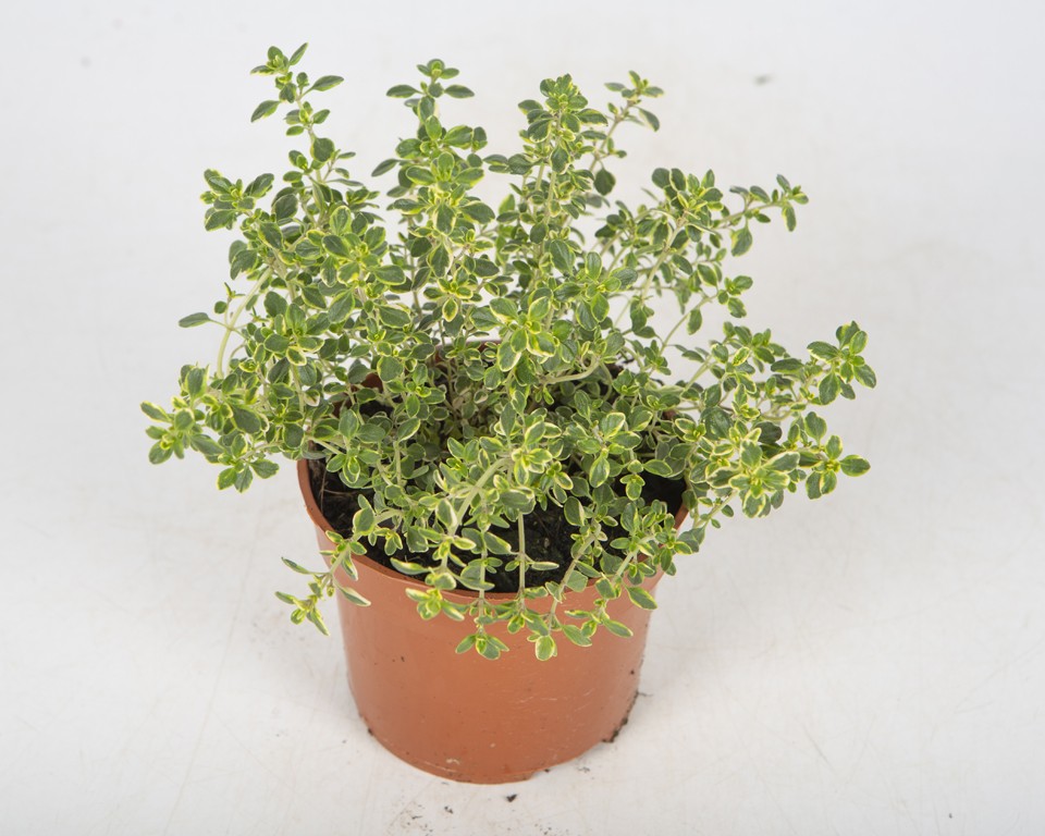 Thymus x citriodorus "Aureus"