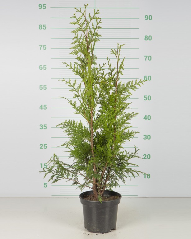 Thuja plicata "Excelsa" 5L 100/125