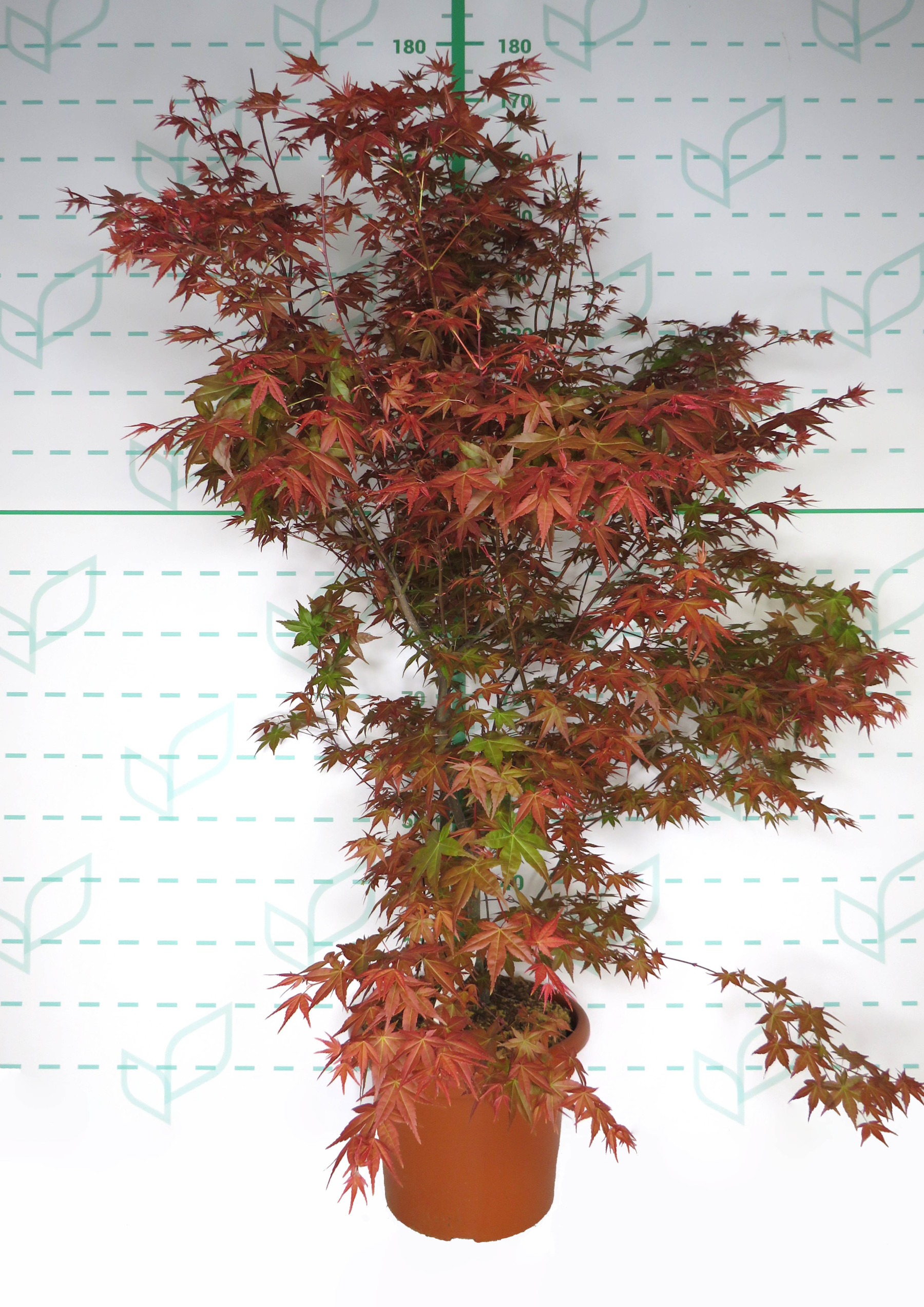 Acer palmatum "Deshojo" 15L Deco 120/140