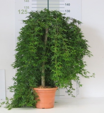 Acer palmatum "Pendula" 15L Ht 90 110 Ø8-10