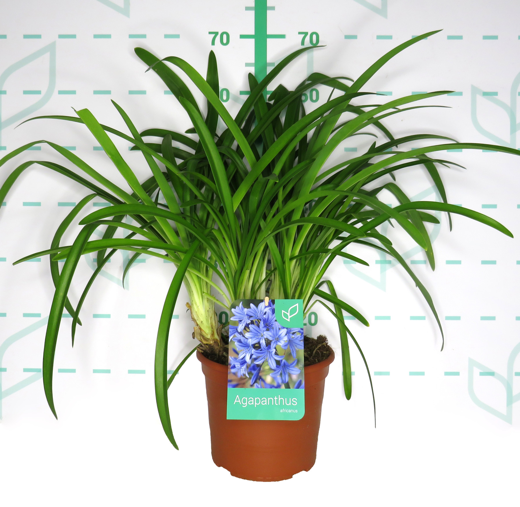 Agapanthus Africanus 5L Deco 20 40