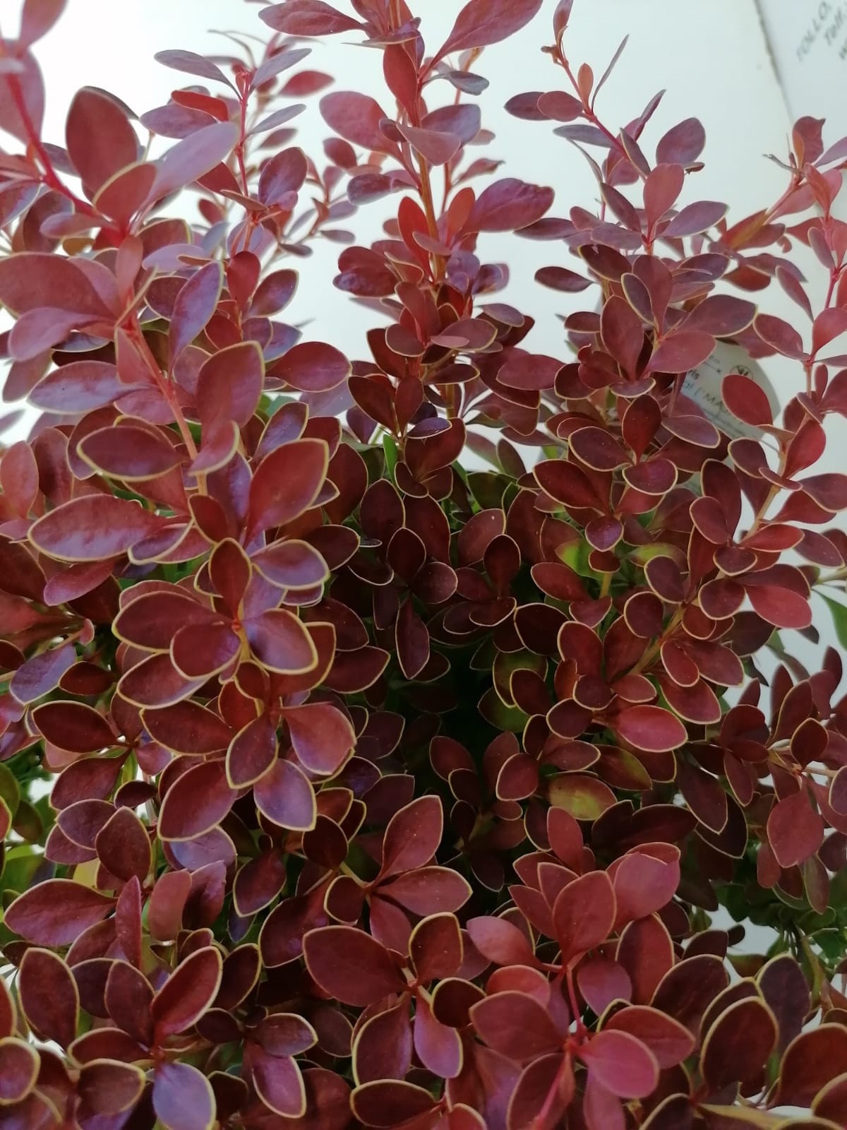 Berberis thunbergii "Coral" 2L 15/20 DP 30/40