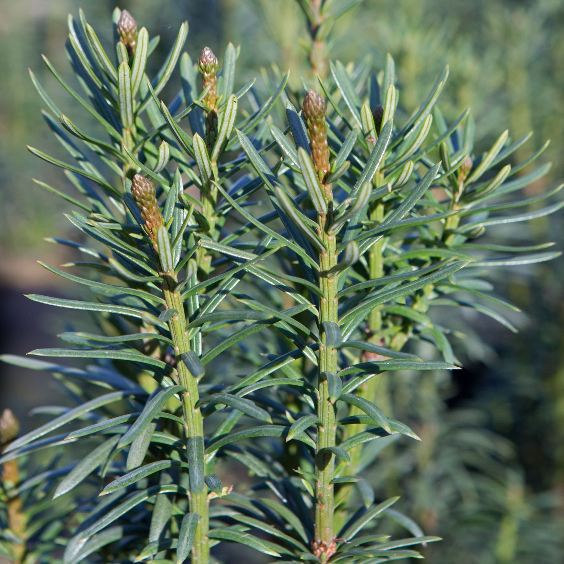 Cephalotaxus harringtonia "Fastigiata" 10L Deco