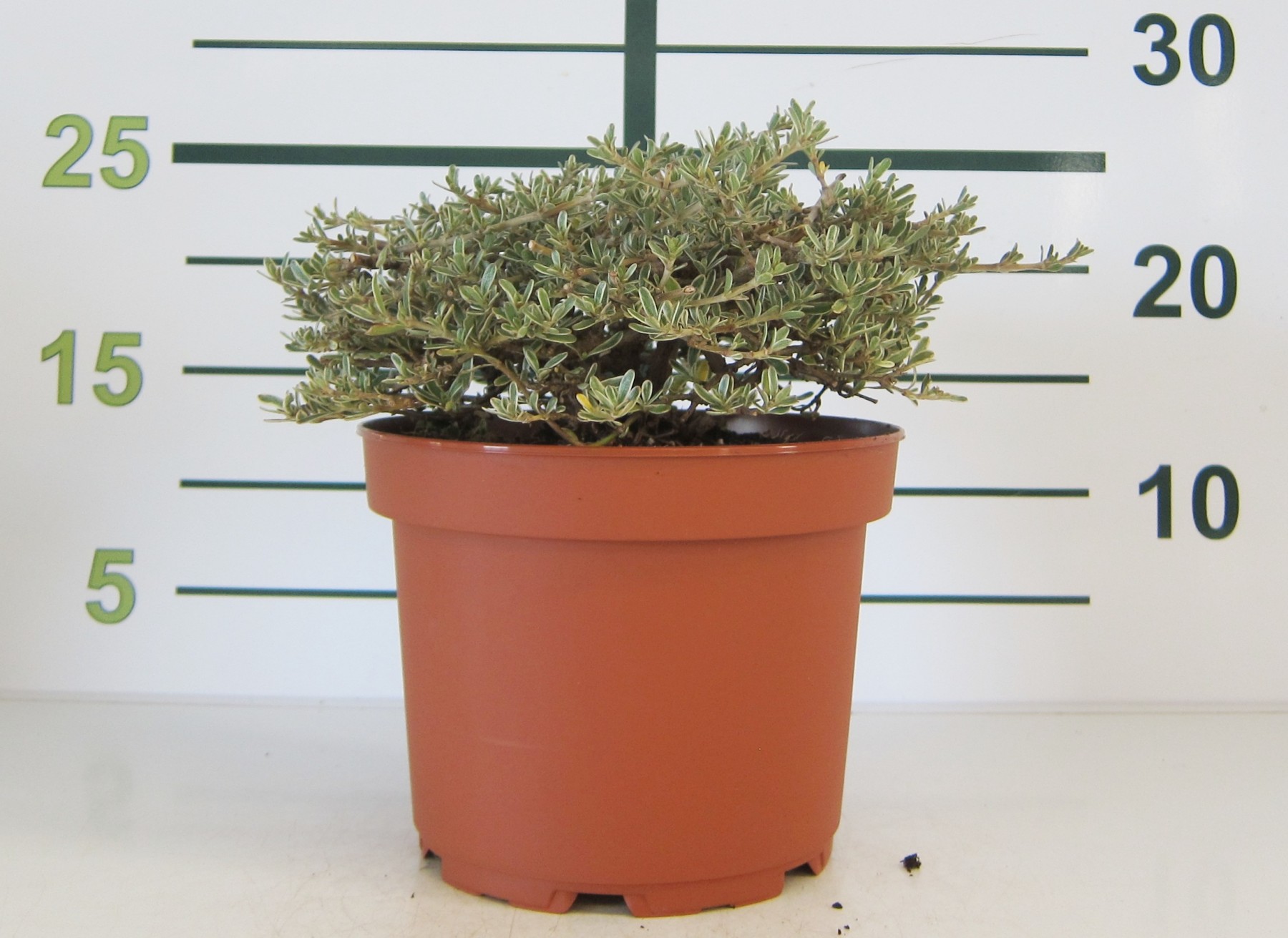 Coprosma x kirkii "Variegata" 2.5L 15/20