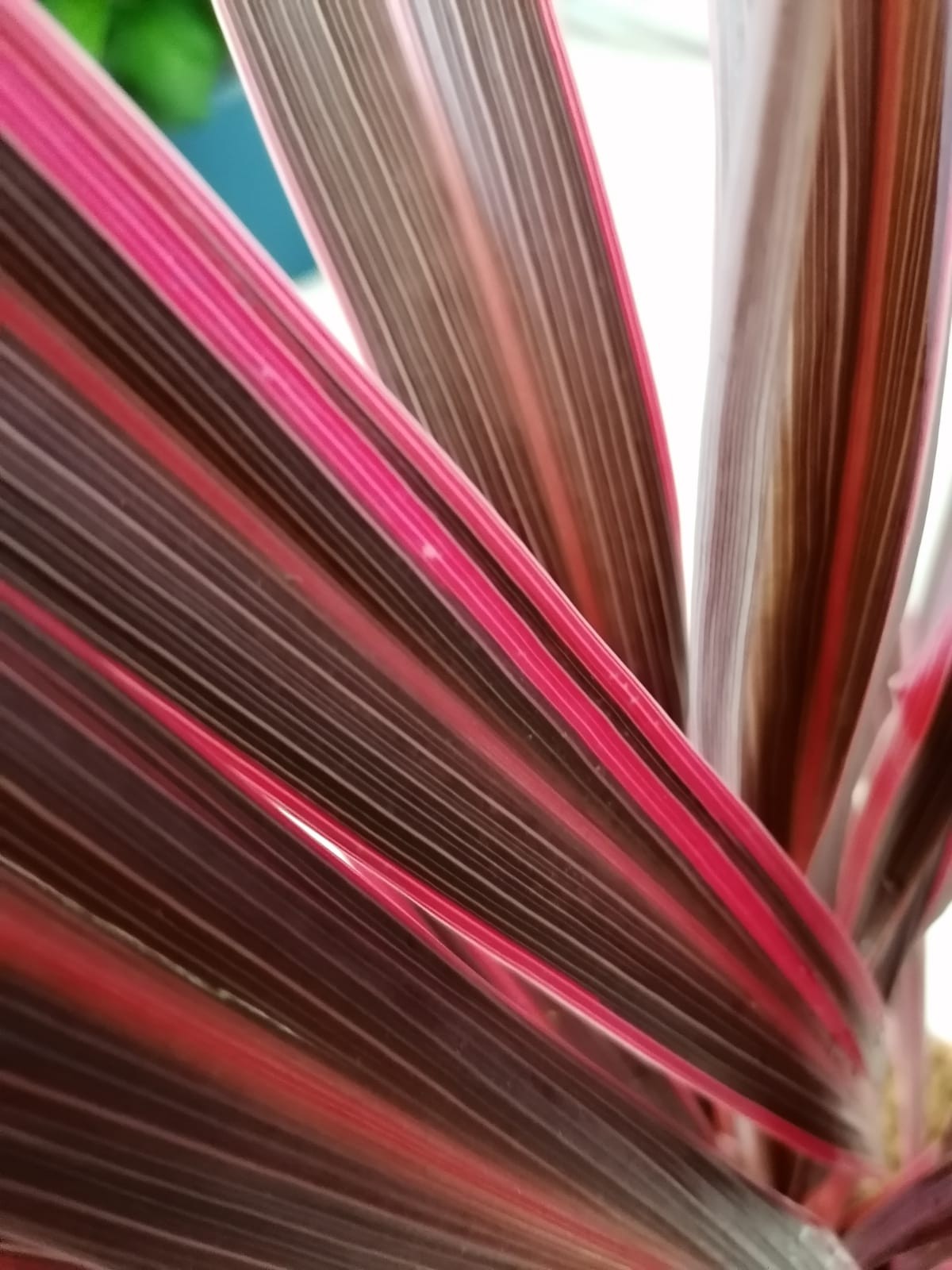 Cordyline "Pink Fire" 3L 40/50