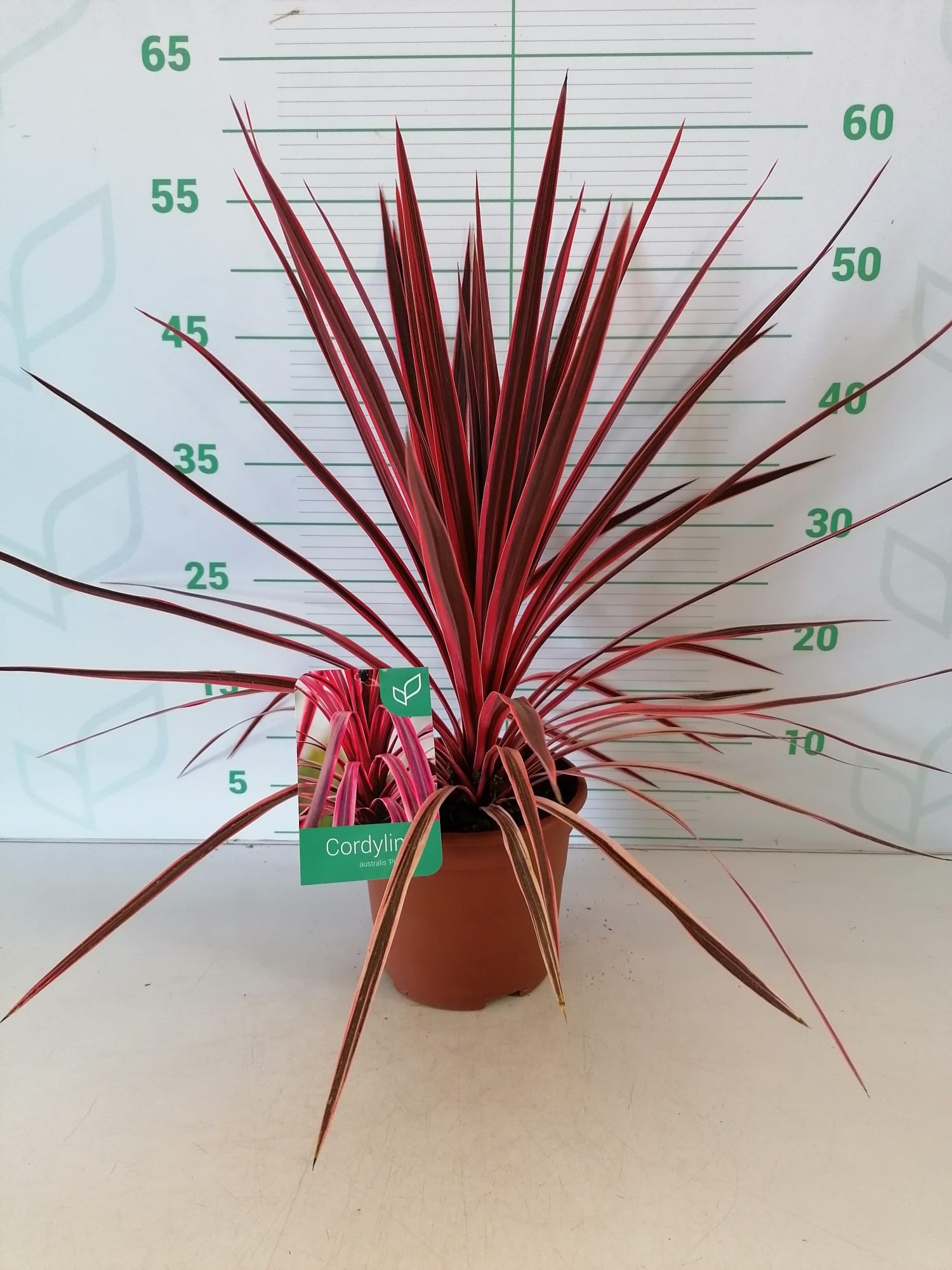 Cordyline "Pink Star" 2.5L Deco 40/45