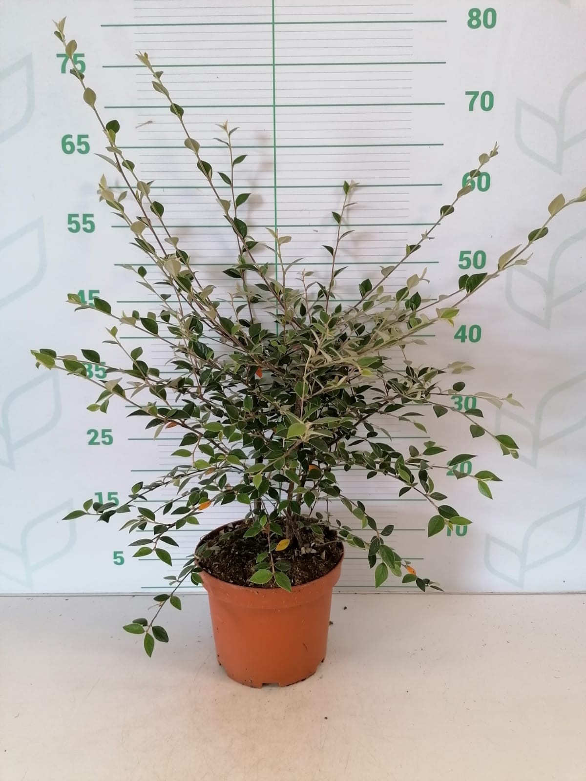 Cotoneaster franchetii 3L 30/40