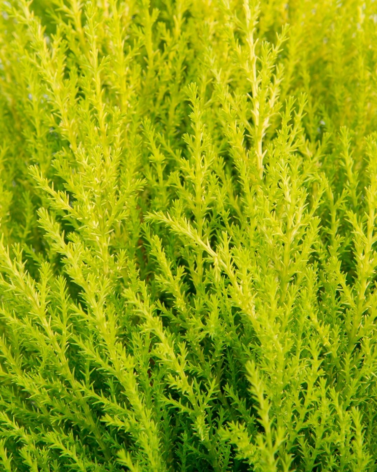 Cupressus macrocarpa "Wilma" 3L 40/50