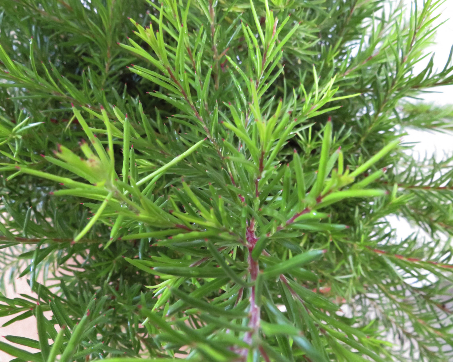 Grevillea "Clearview David" 10L 20/30