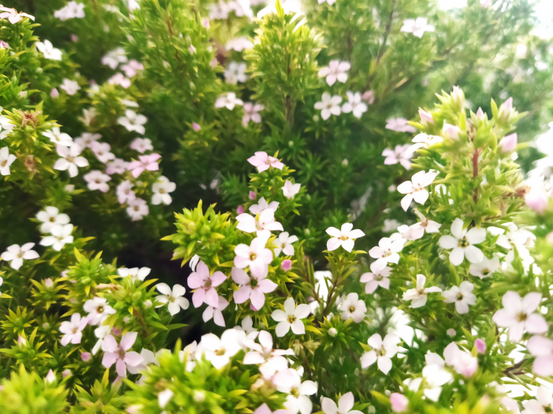 Diosma hirsuta "Sunset Gold" 2L 15/20