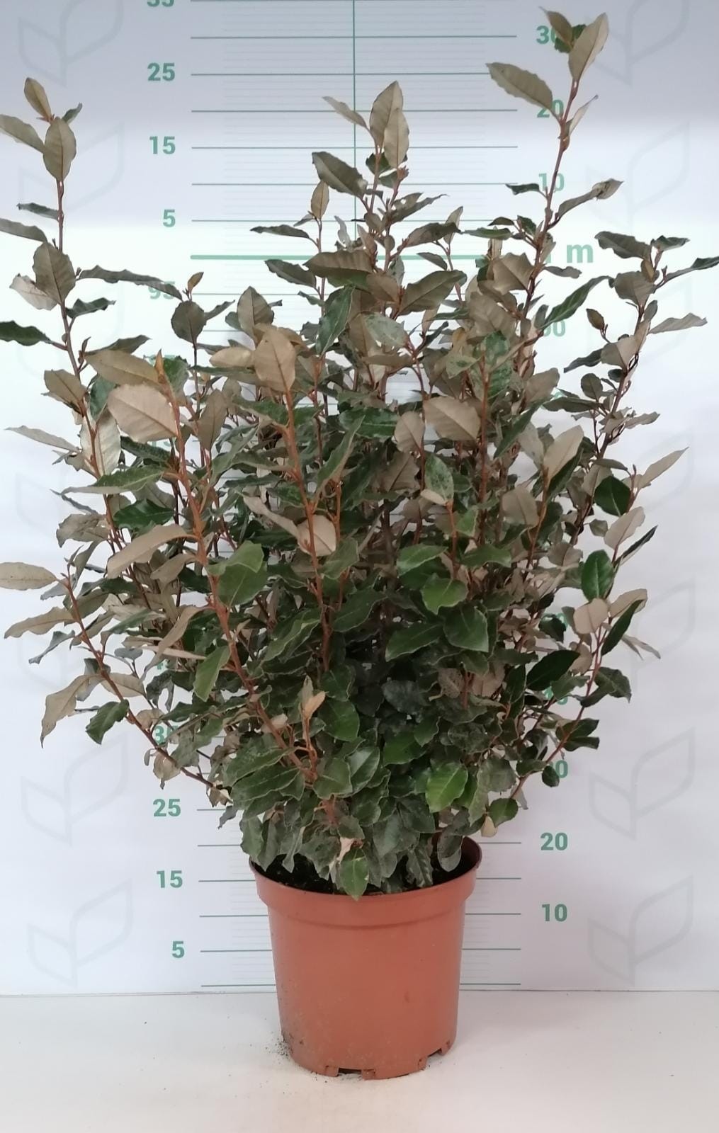 Elaeagnus x ebbingei "Compacta" 10L 50/60