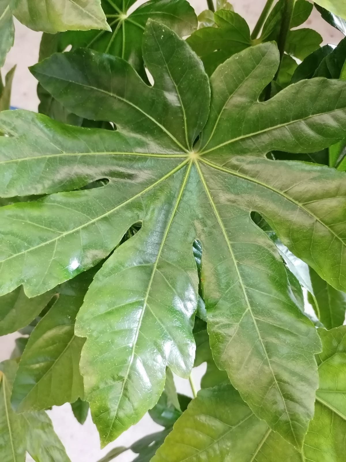 Fatsia japonica 5L 50/60