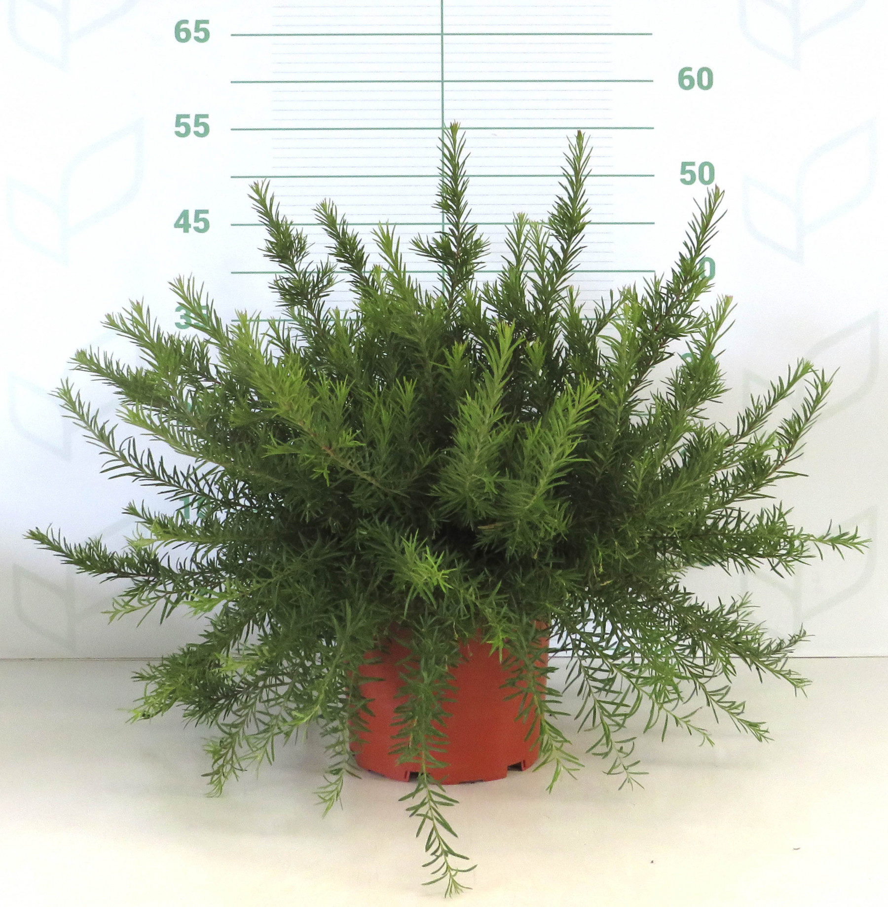 Grevillea "Clearview David" 10L 20/30