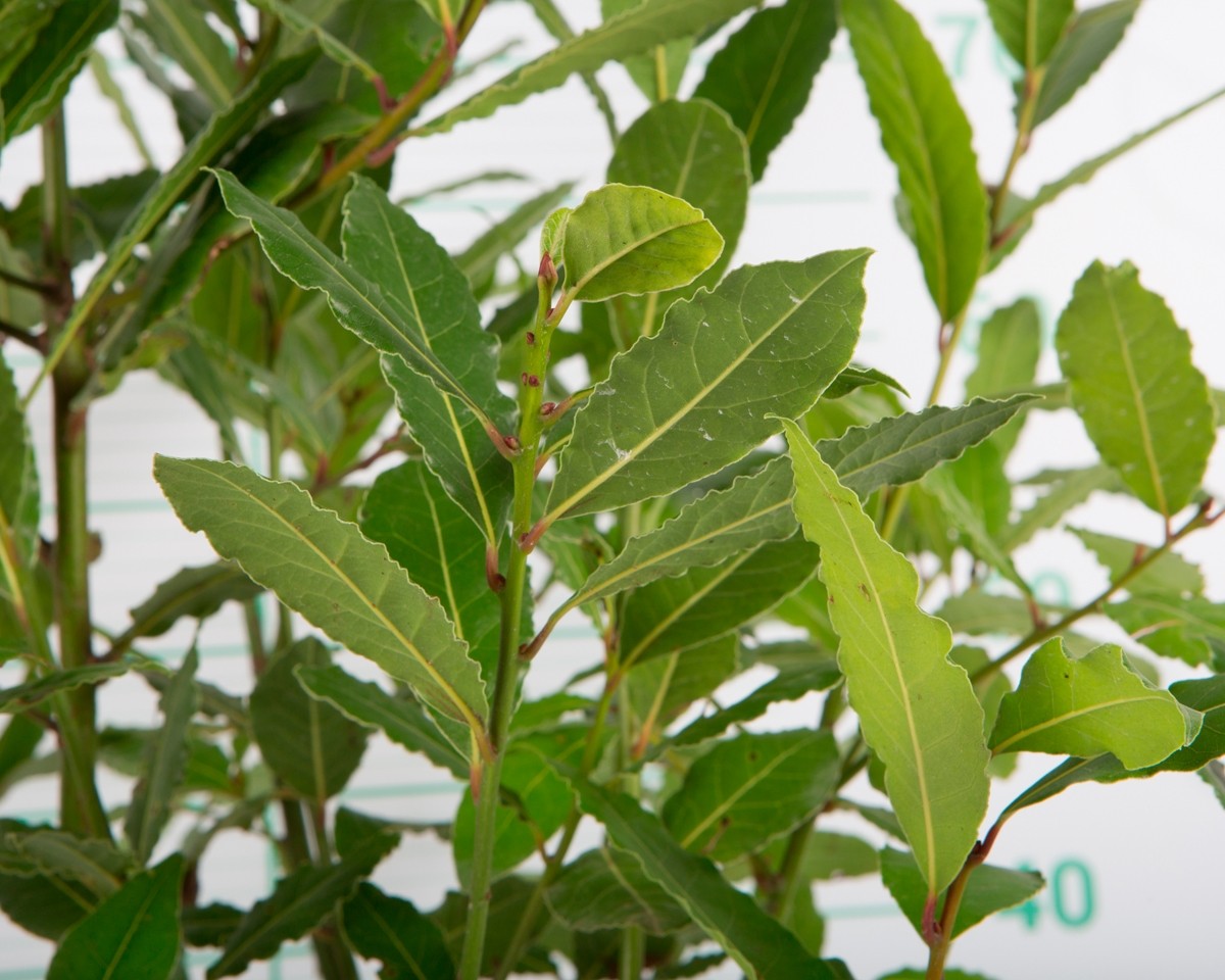 Laurus nobilis 5L 80/100