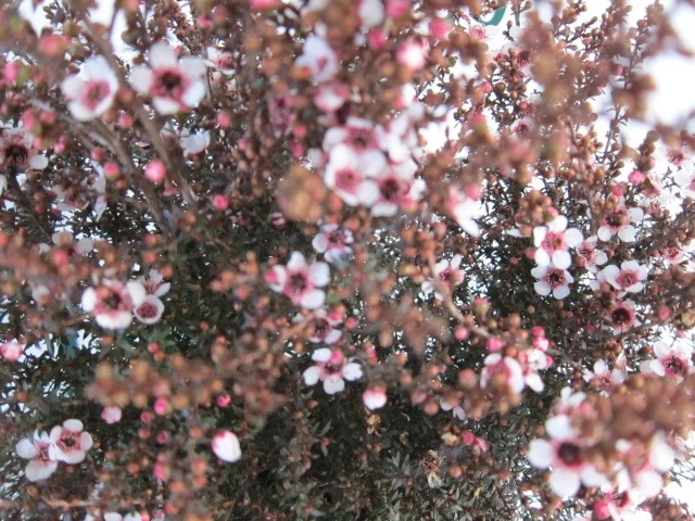 Leptospermum scoparium "Coral Candy" 10L 30/40
