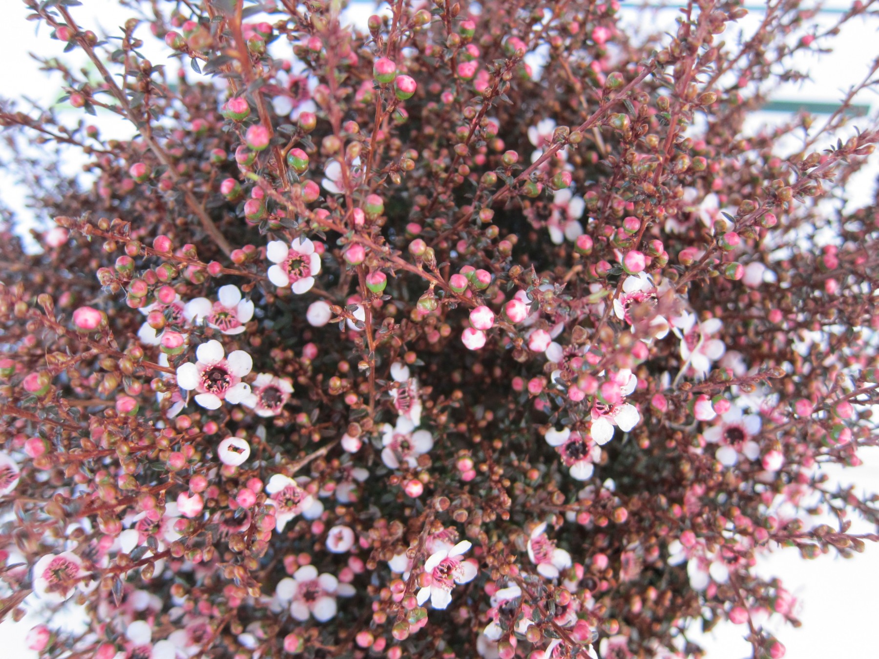 Leptospermum scoparium "Coral Candy" 10L 30/40