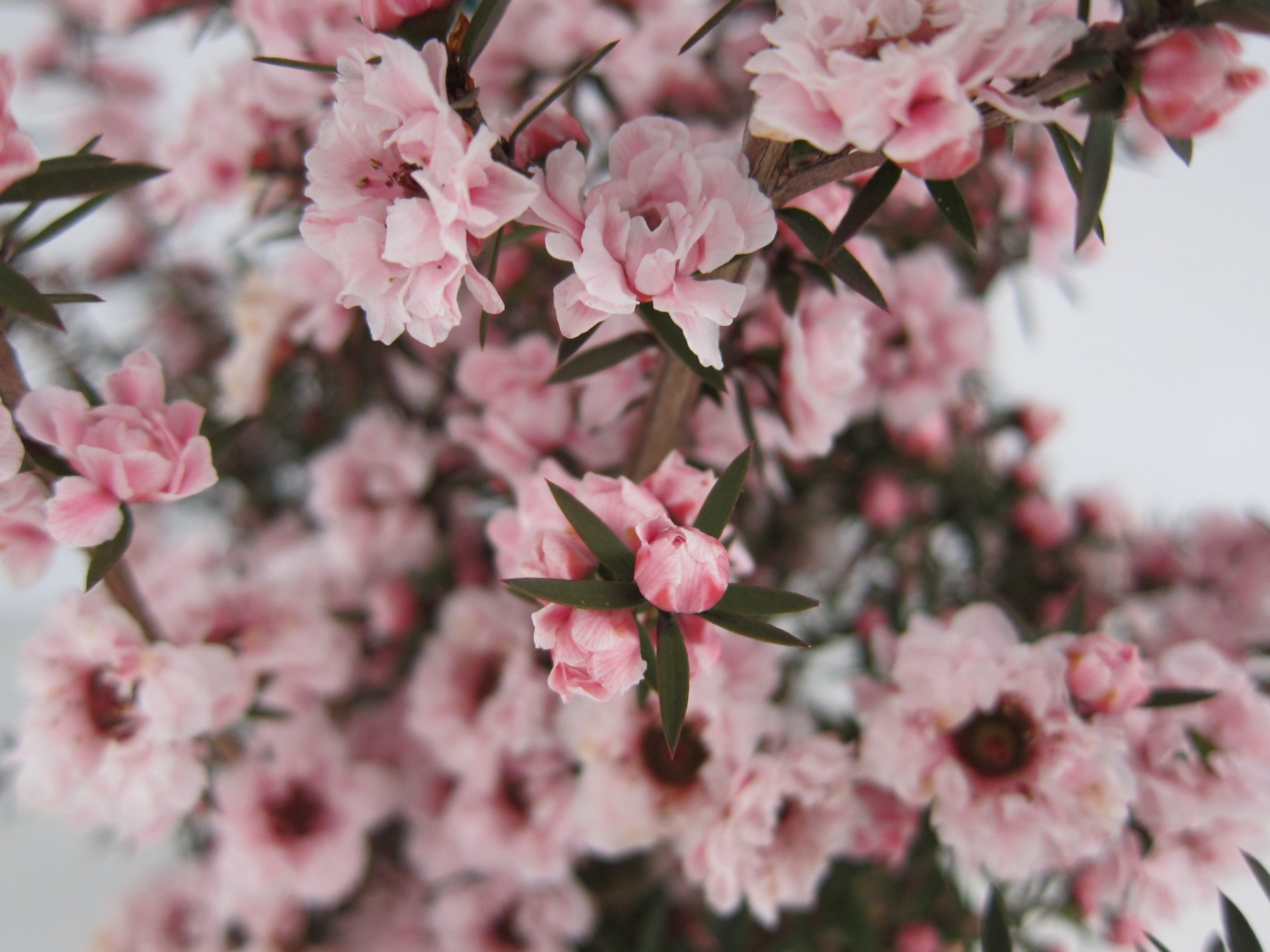 Leptospermum scoparium "Coral Candy" 10L 30/40
