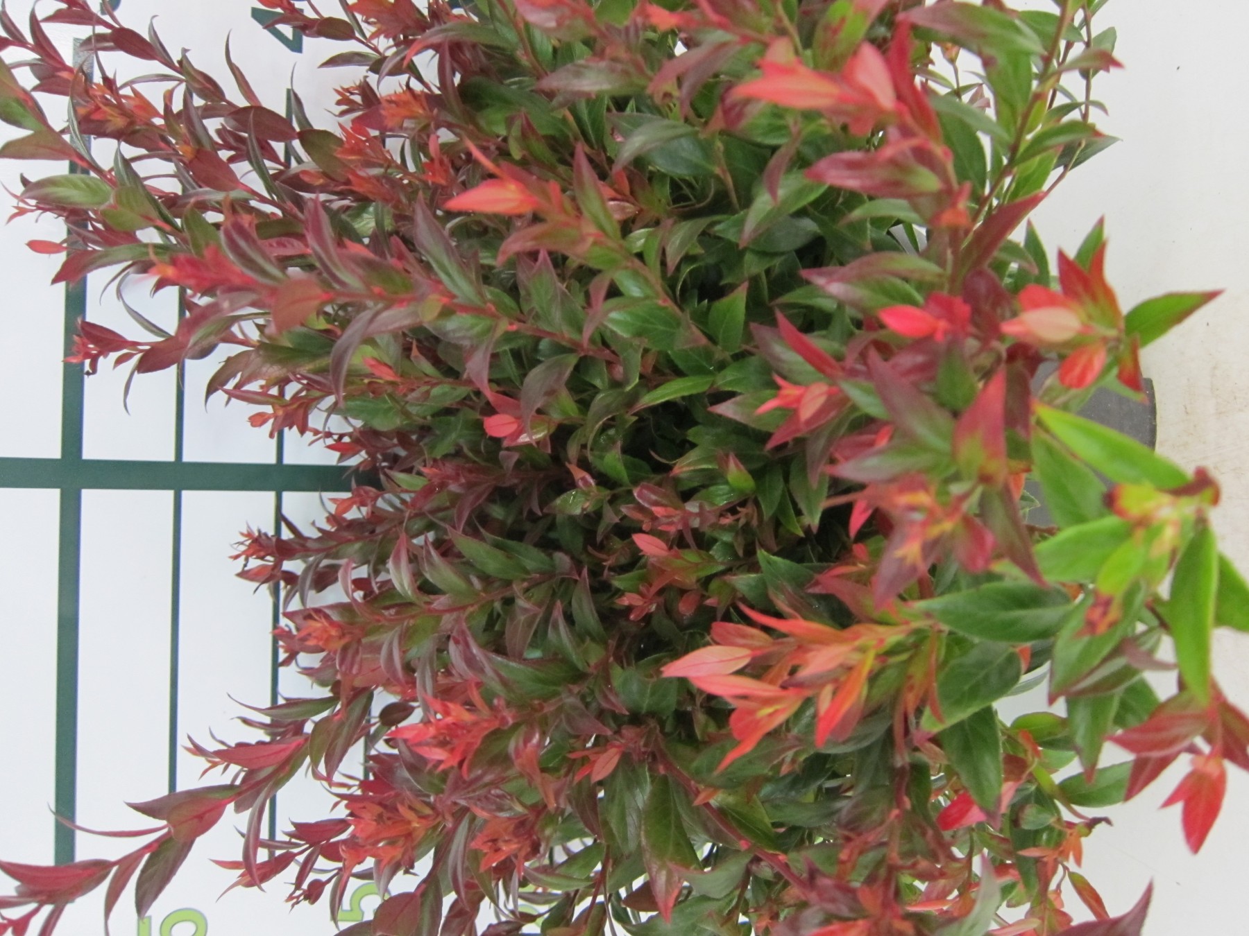 Leucothoe fontanesiana "Little Flames" 2L 15/20 DP 20/25