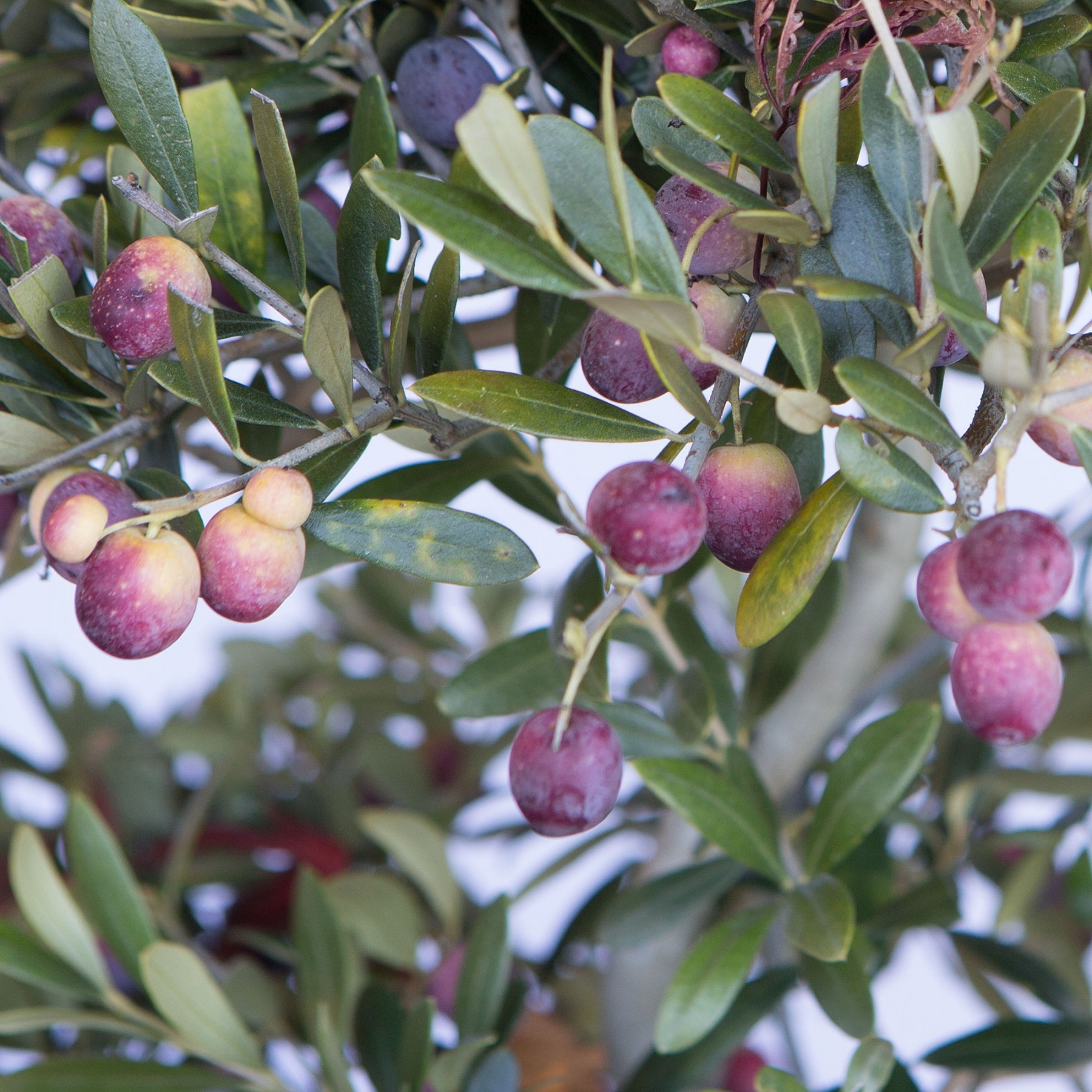 Olea europaea 60L Deco "TOPIARIA ZEN" LOTE 3 - OLEA - OLIVOS