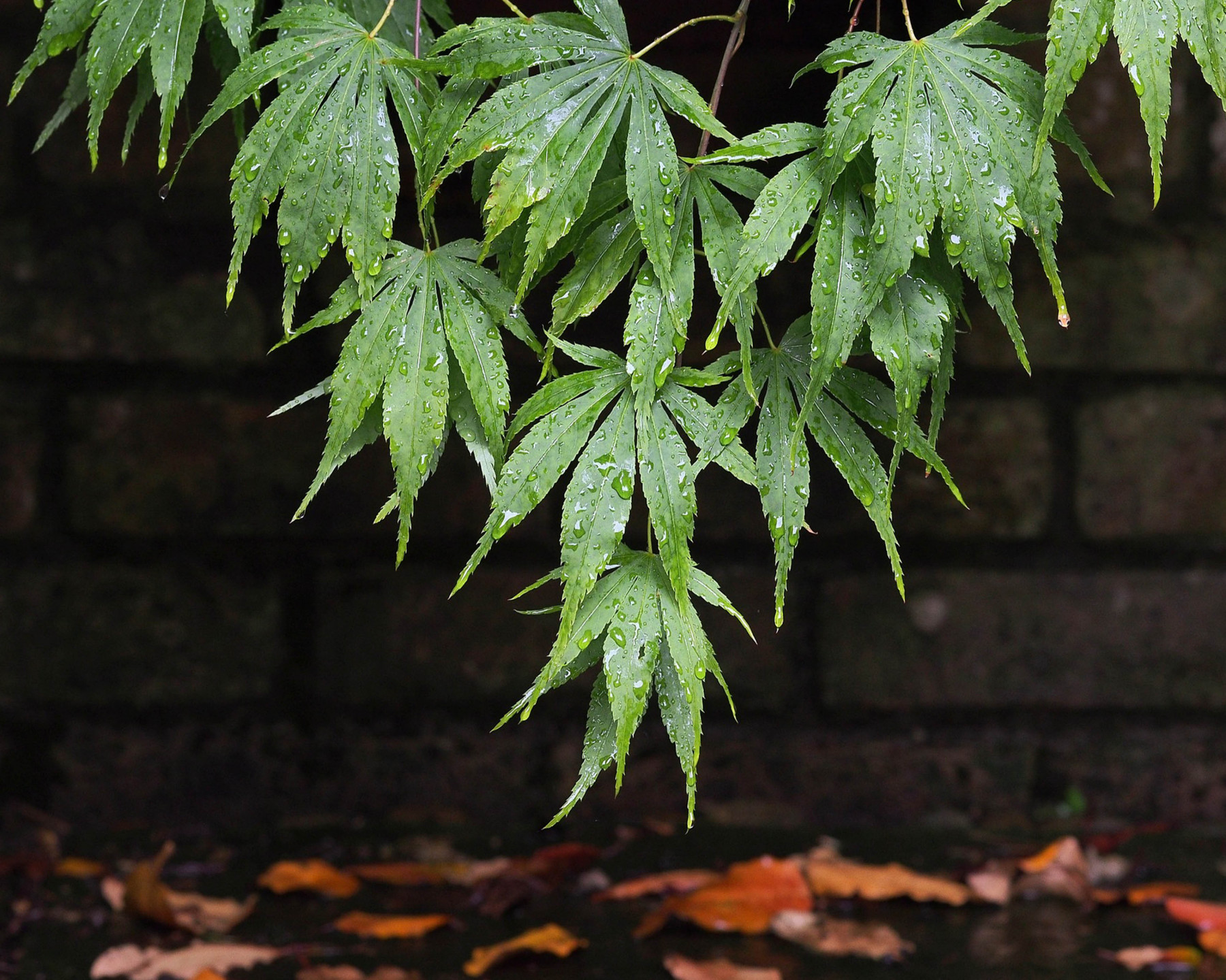 Acer palmatum 2.5L 35/45