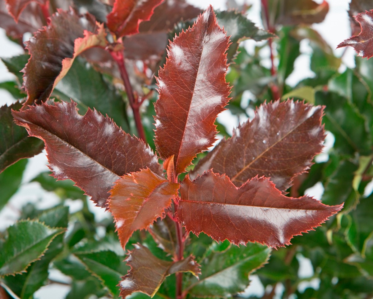 Photinia "Magical Volcano" 15L 80/100