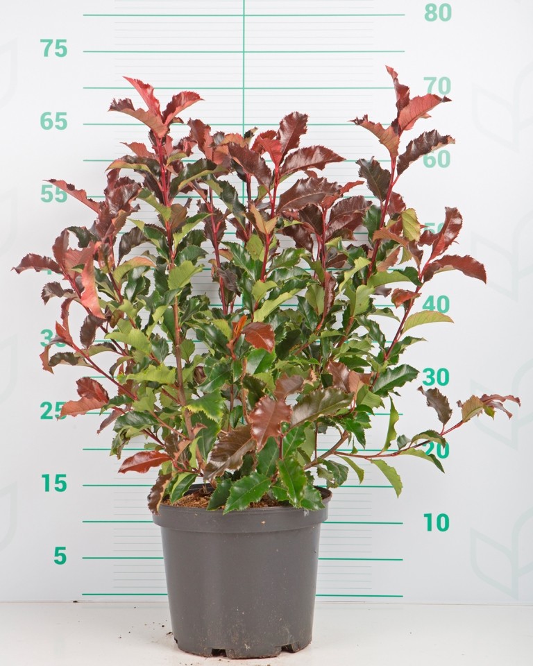 Photinia "Magical Volcano" 15L 80/100