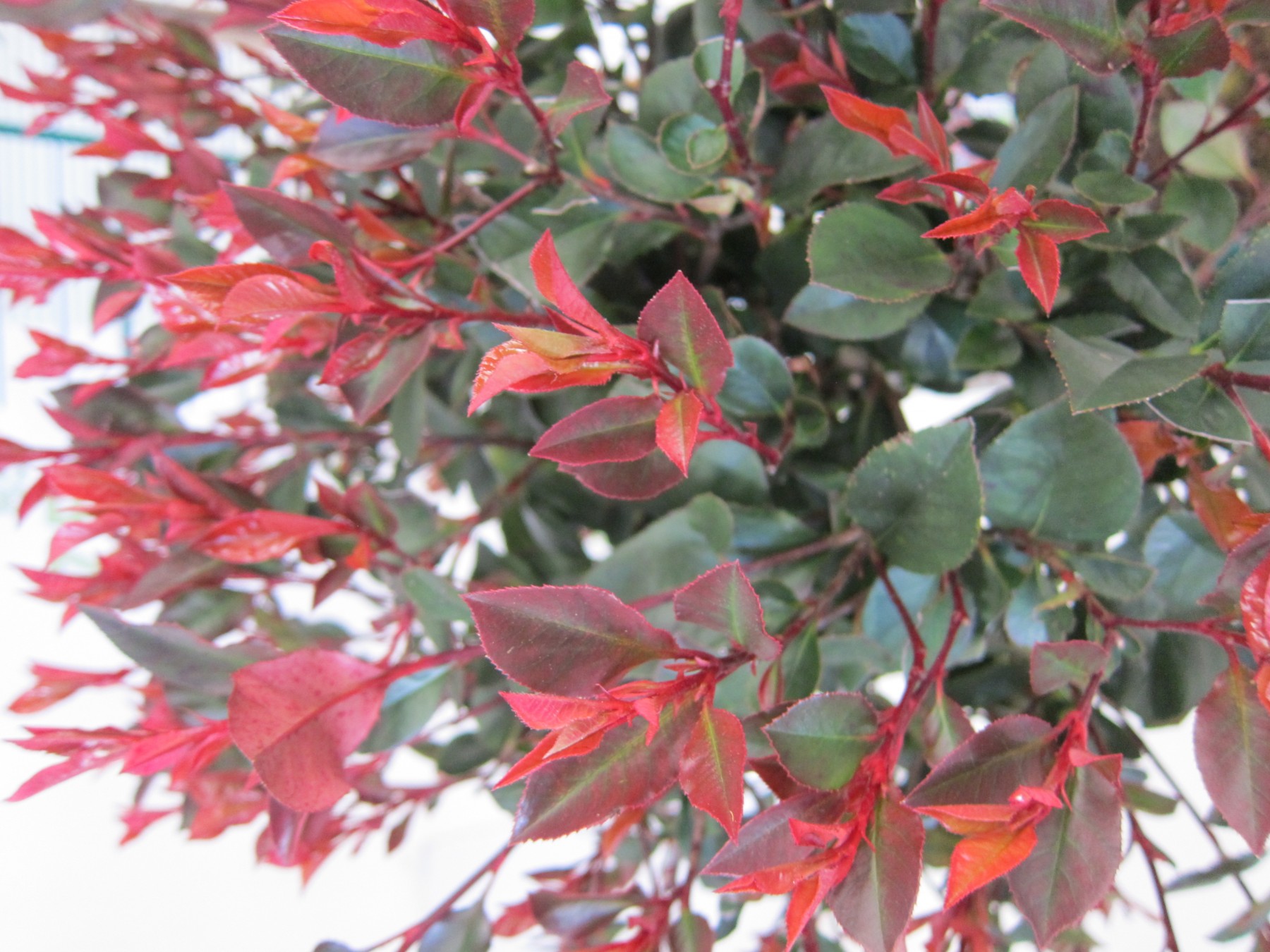 Photinia "Petit Red Robin" 30L 180/200 Injertada 3 Pompones