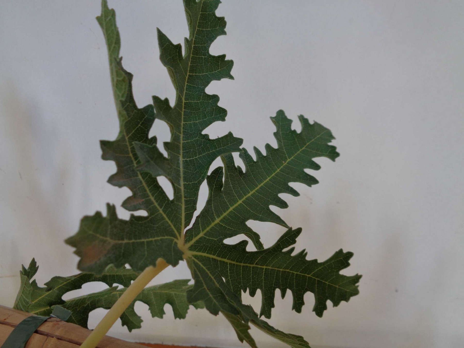 Ficus carica "Ice Cristal" 10L 130/150 Ø4-6
