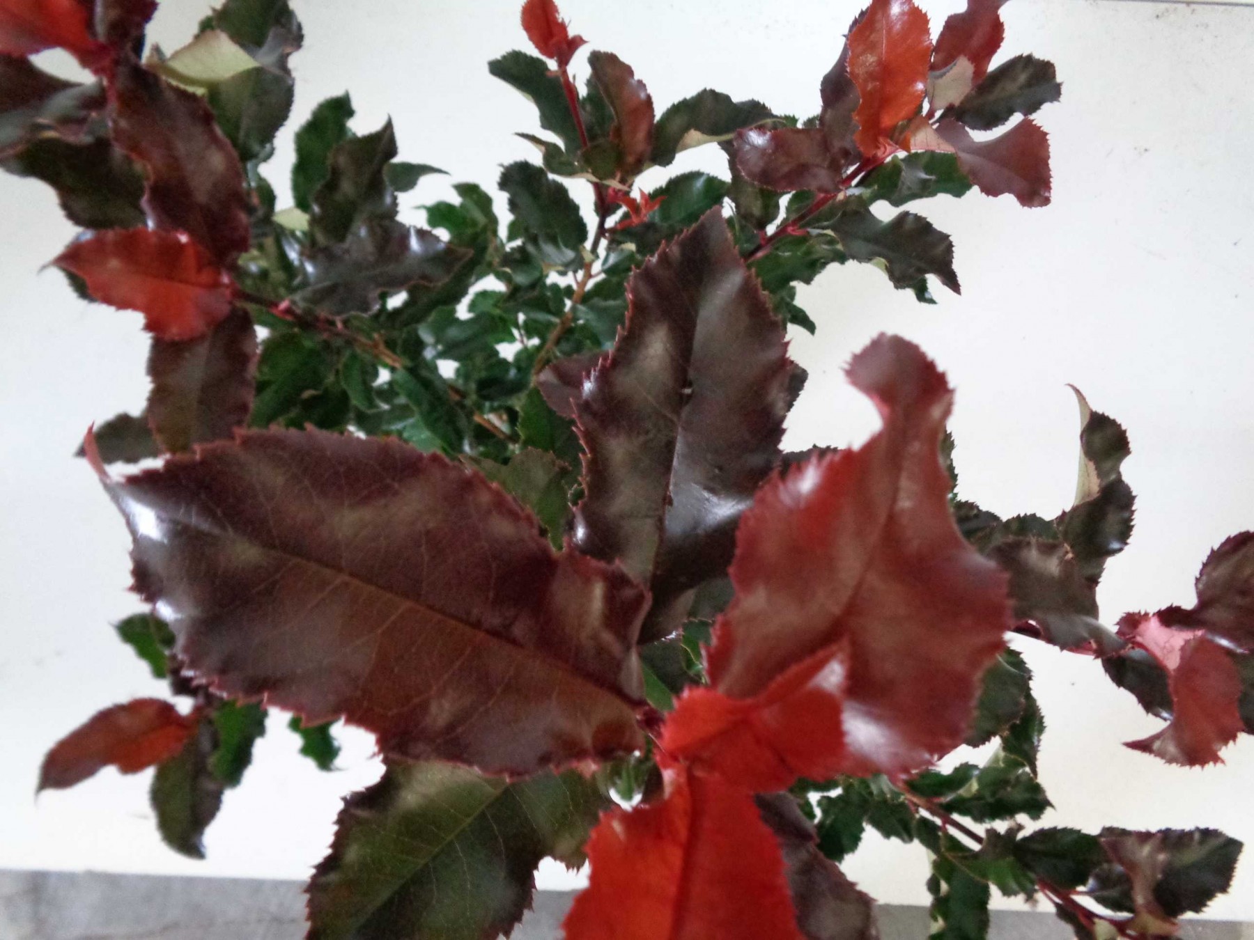 Photinia "Magical Volcano" 5L 50/60