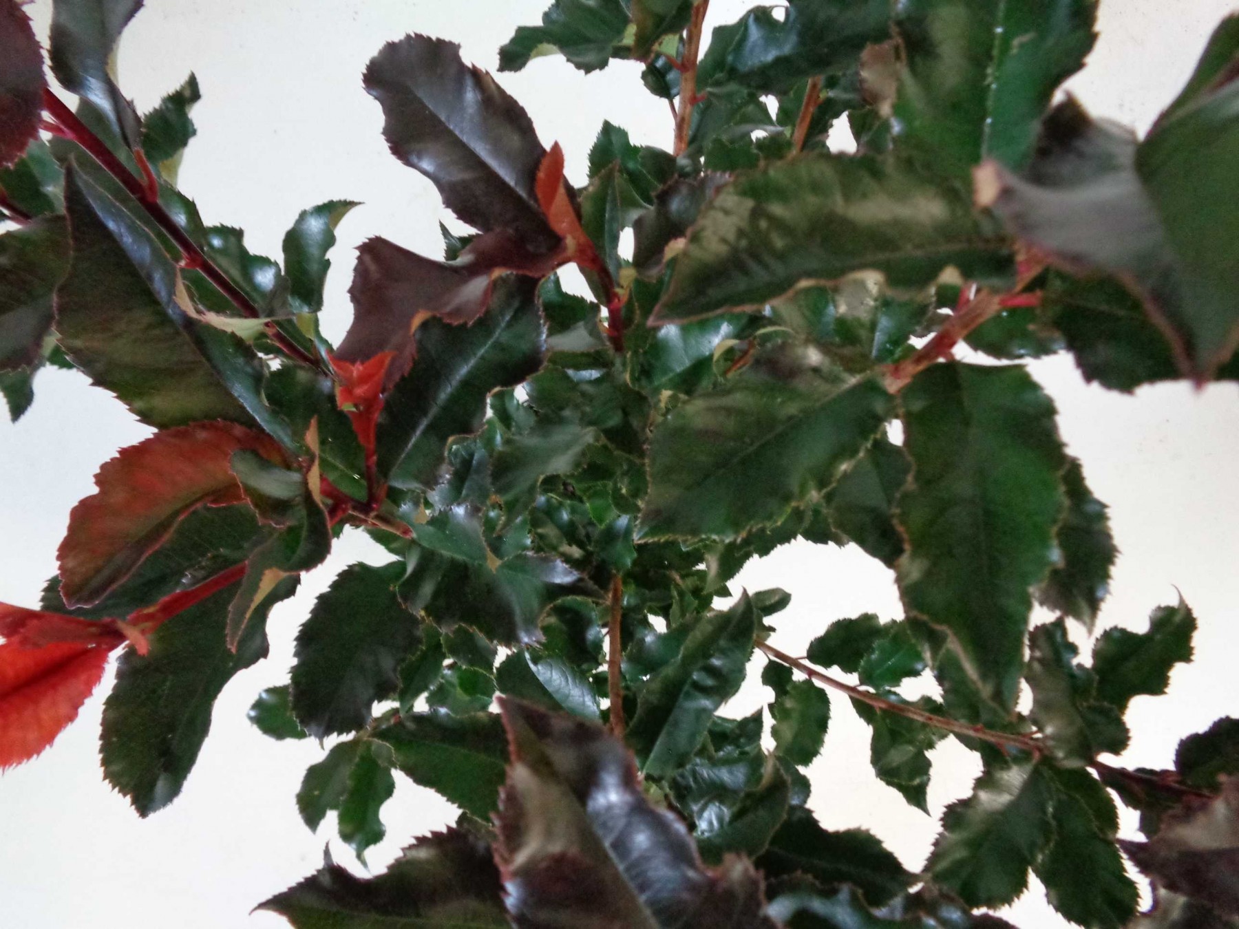 Photinia "Magical Volcano" 5L 50/60