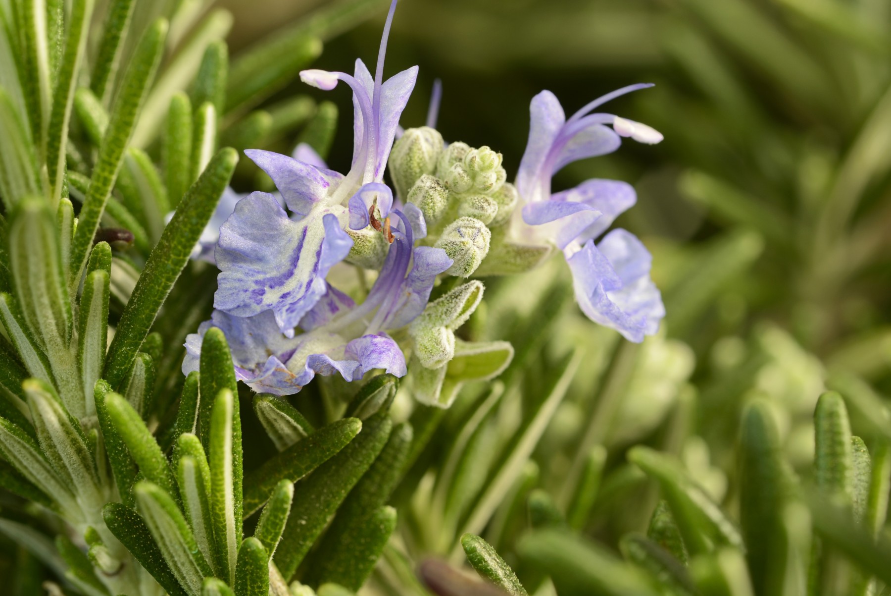 Rosmarinus officinalis "Prostratus" M11
