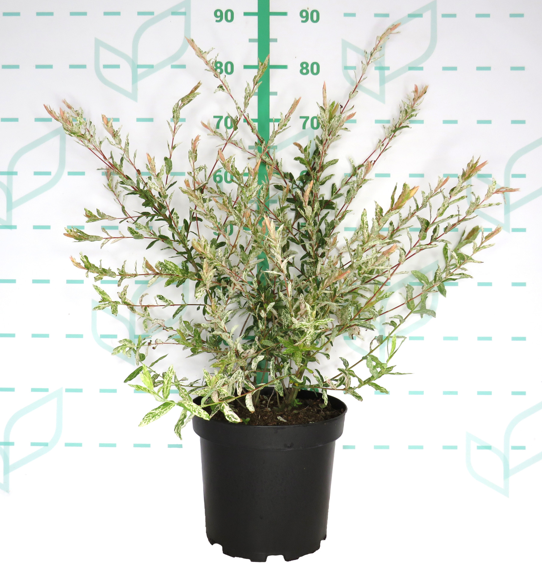 Salix integra "Hakuro Nishiki" 7.5L 40/60