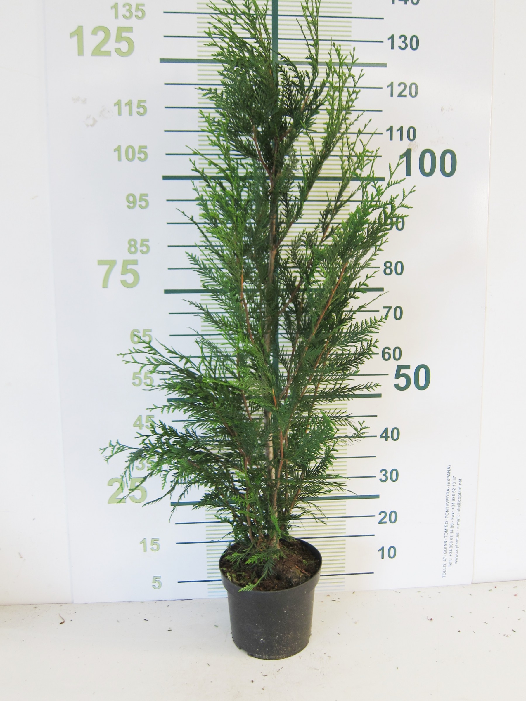 Thuja plicata "Atrovirens" 5L 80/100