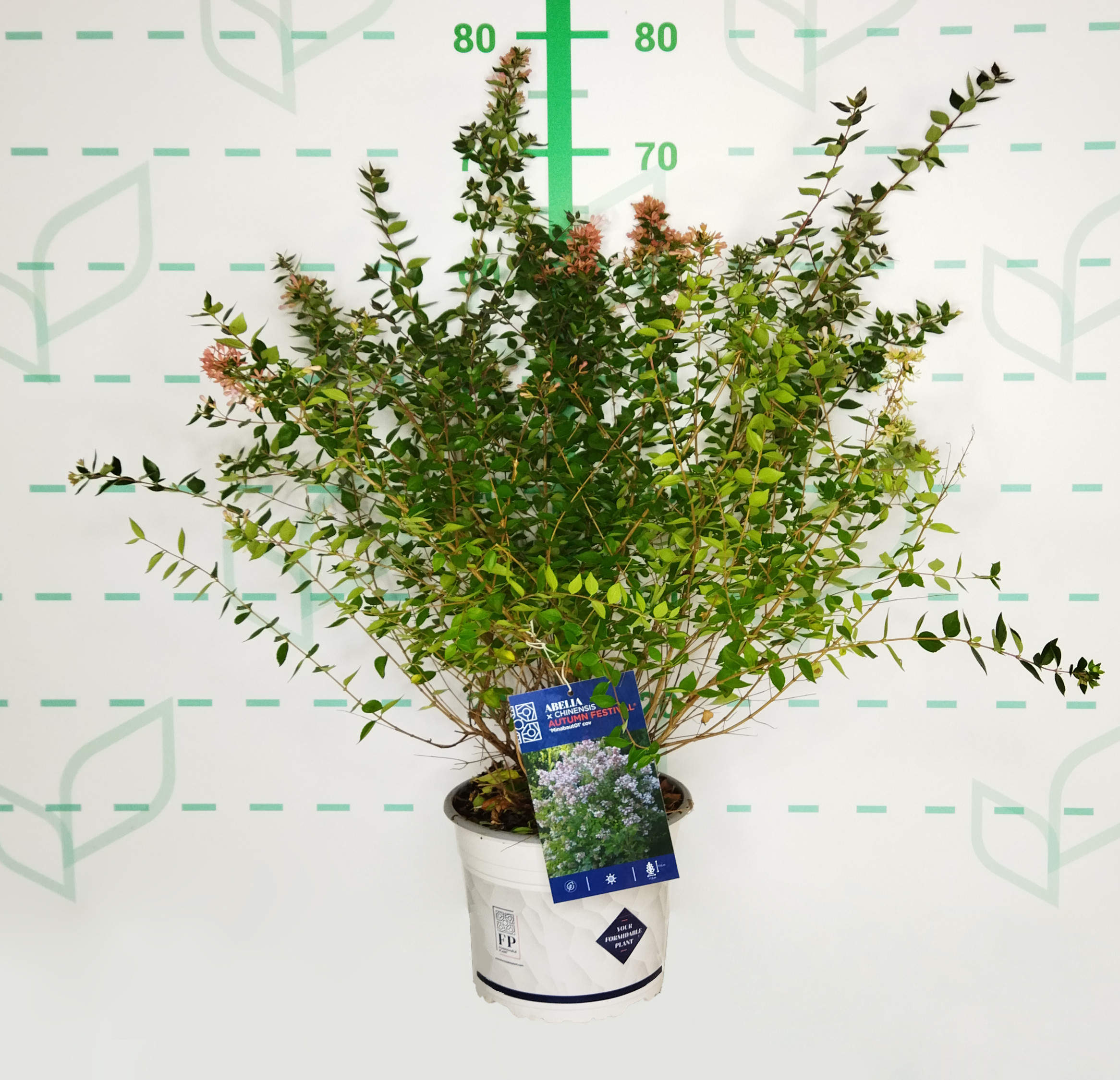 ABELIA X chinensis "AUTUMN FESTIVAL" ® 4L 40/50