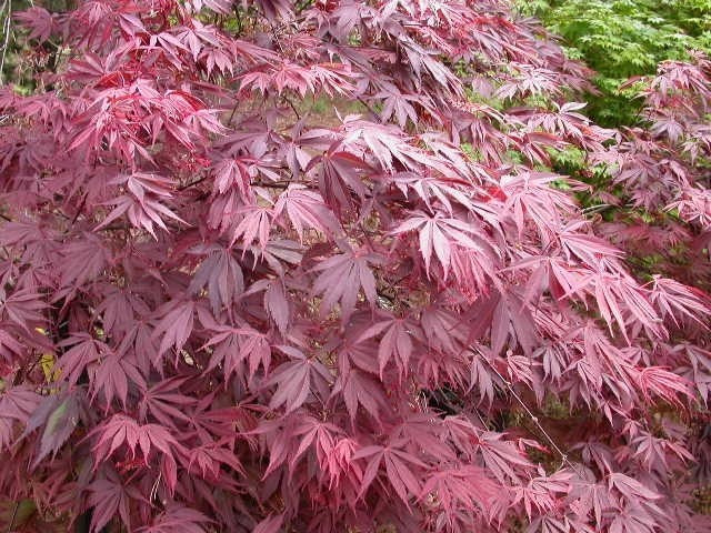 Acer palmatum "Red Emperor" 7.5L Deco 120/130