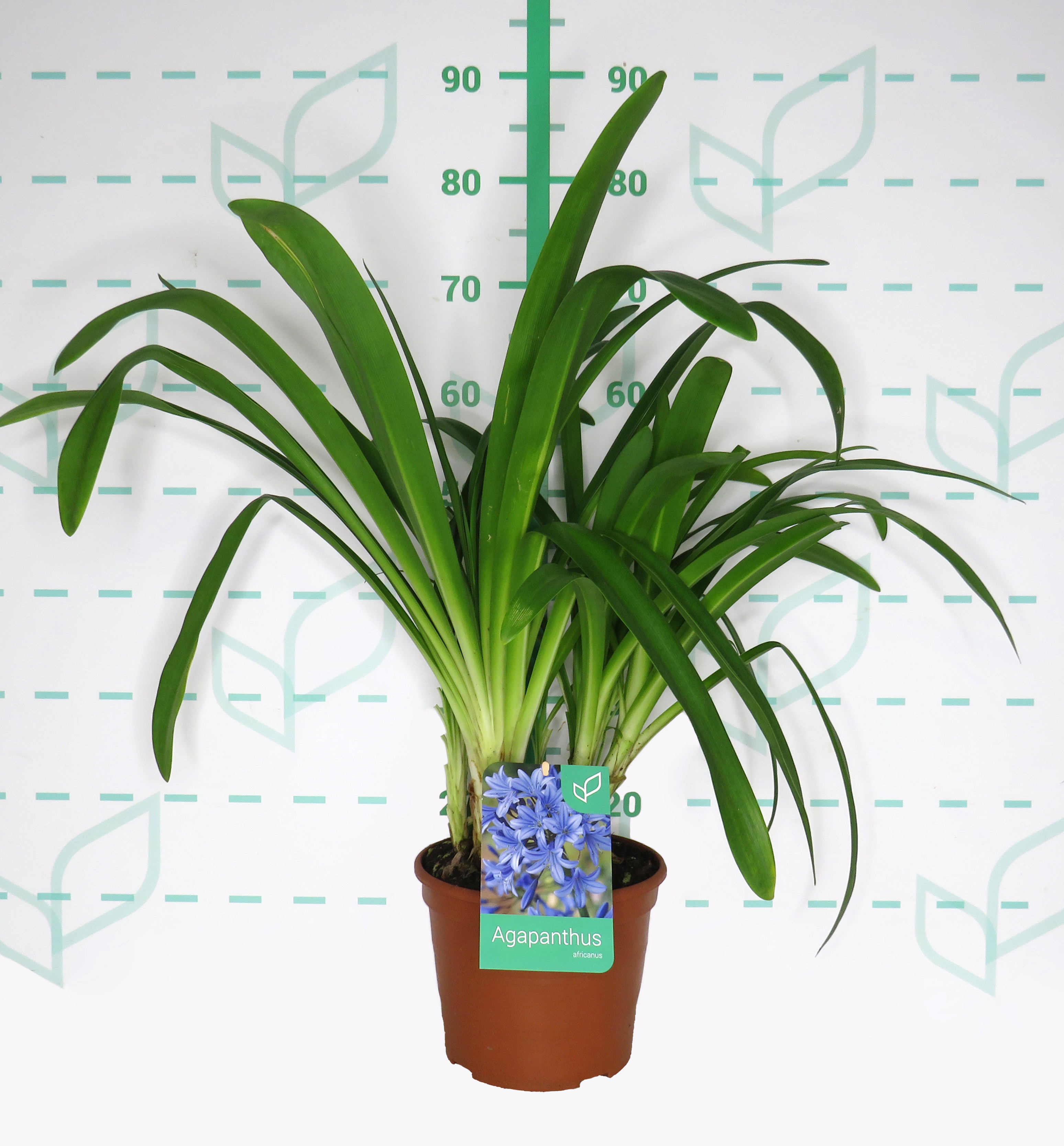 Agapanthus Africanus 5L Deco 20 40