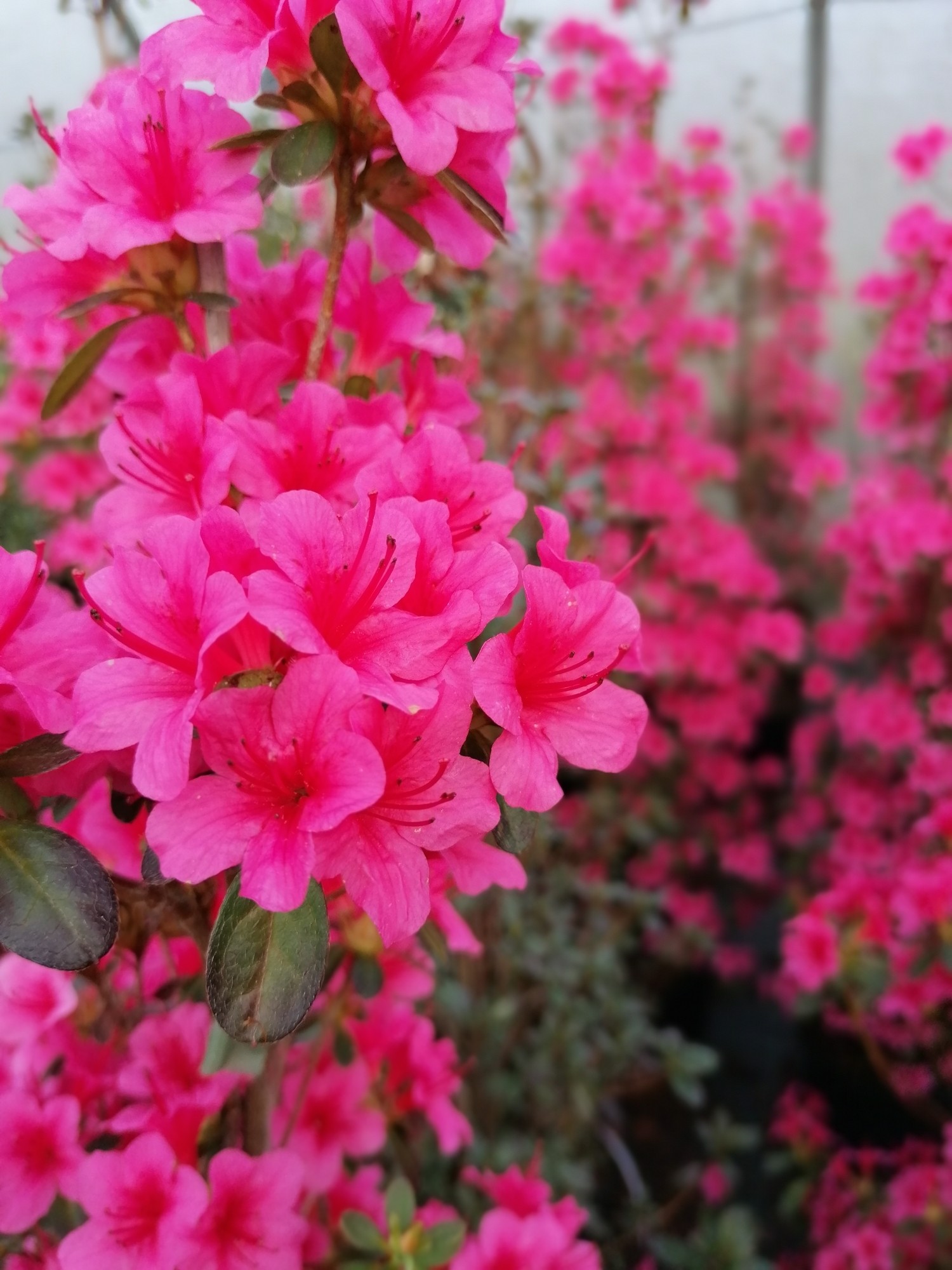 Azalea "Coleccion Hachmann" 3L Verde 20/25