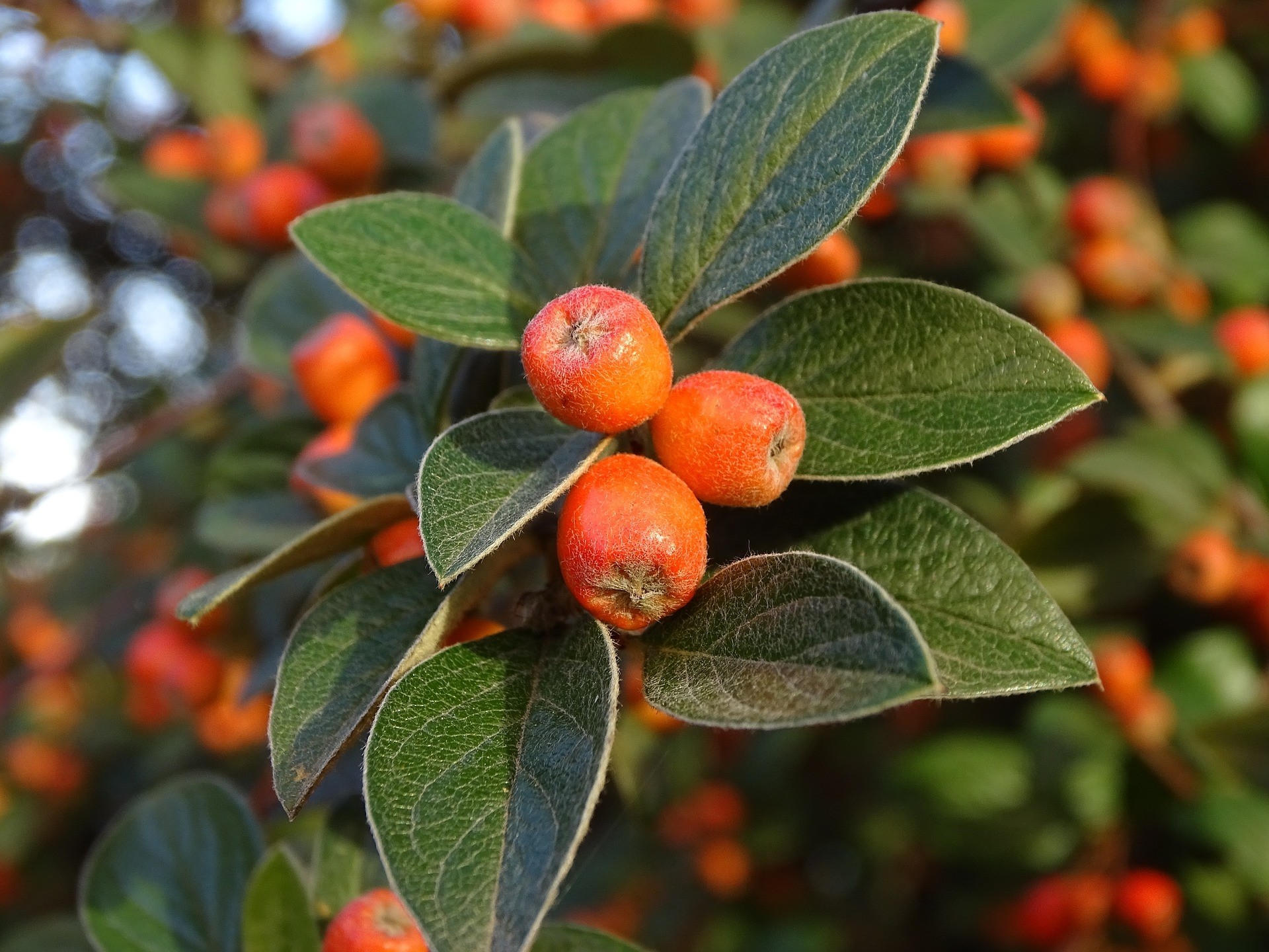 Cotoneaster dammeri "Radicans" 3L