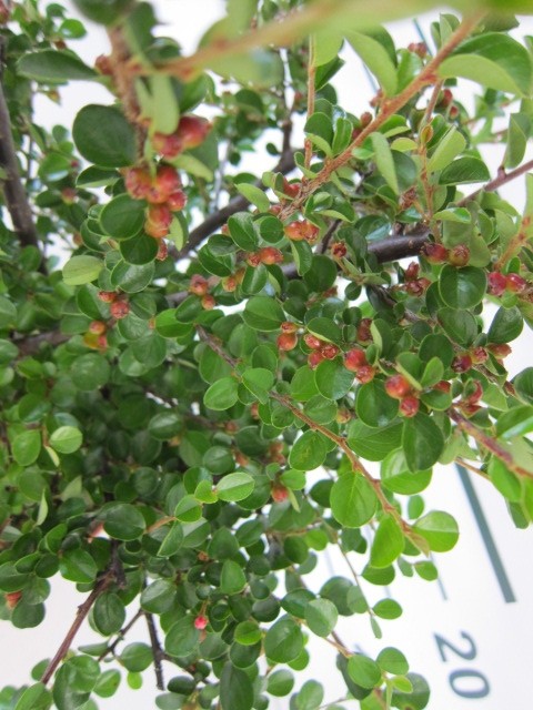 Cotoneaster horizontalis 3L 20/30