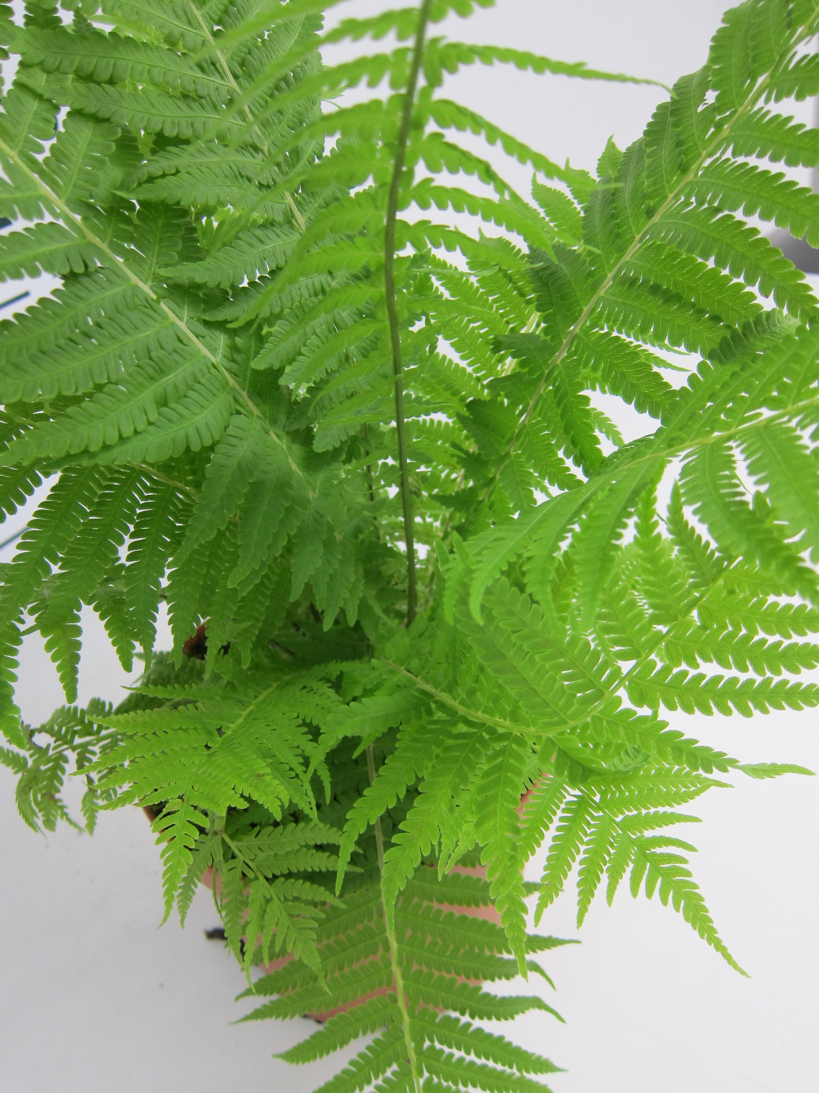HELECHOS SURTIDOS 2L R/C Verde 20/25 Athyrium niponicum "Metalicum ...