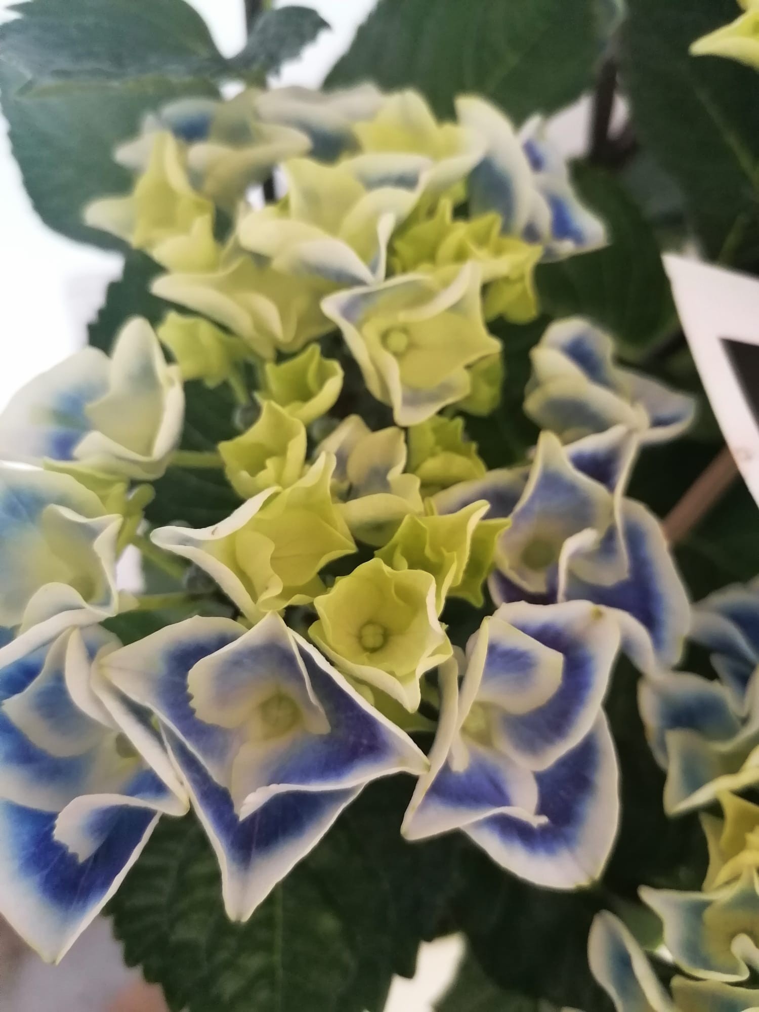 Hydrangea macrophylla "Bicolor" 3L 20/25