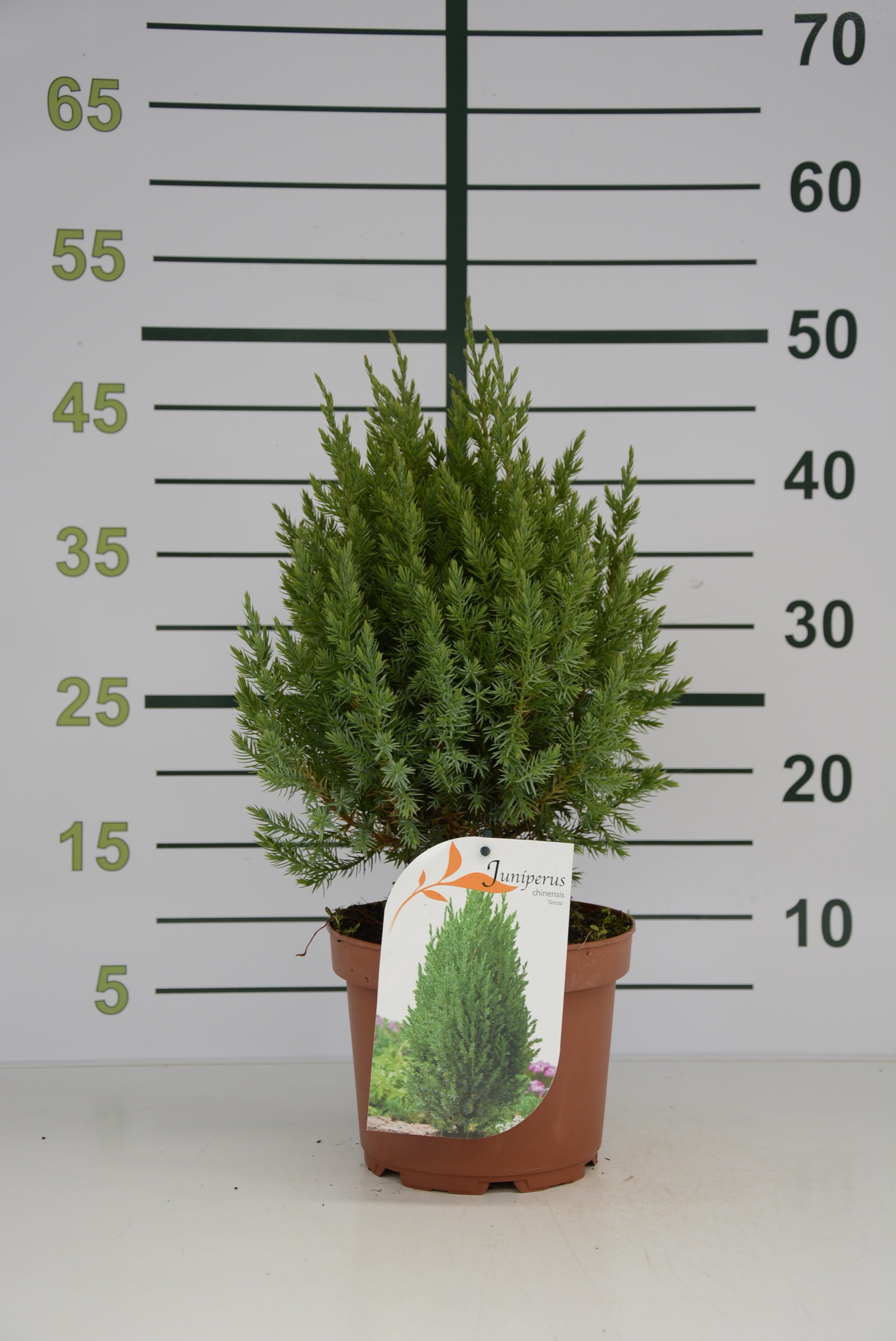Juniperus chinensis "Stricta" 2.5L 20/30