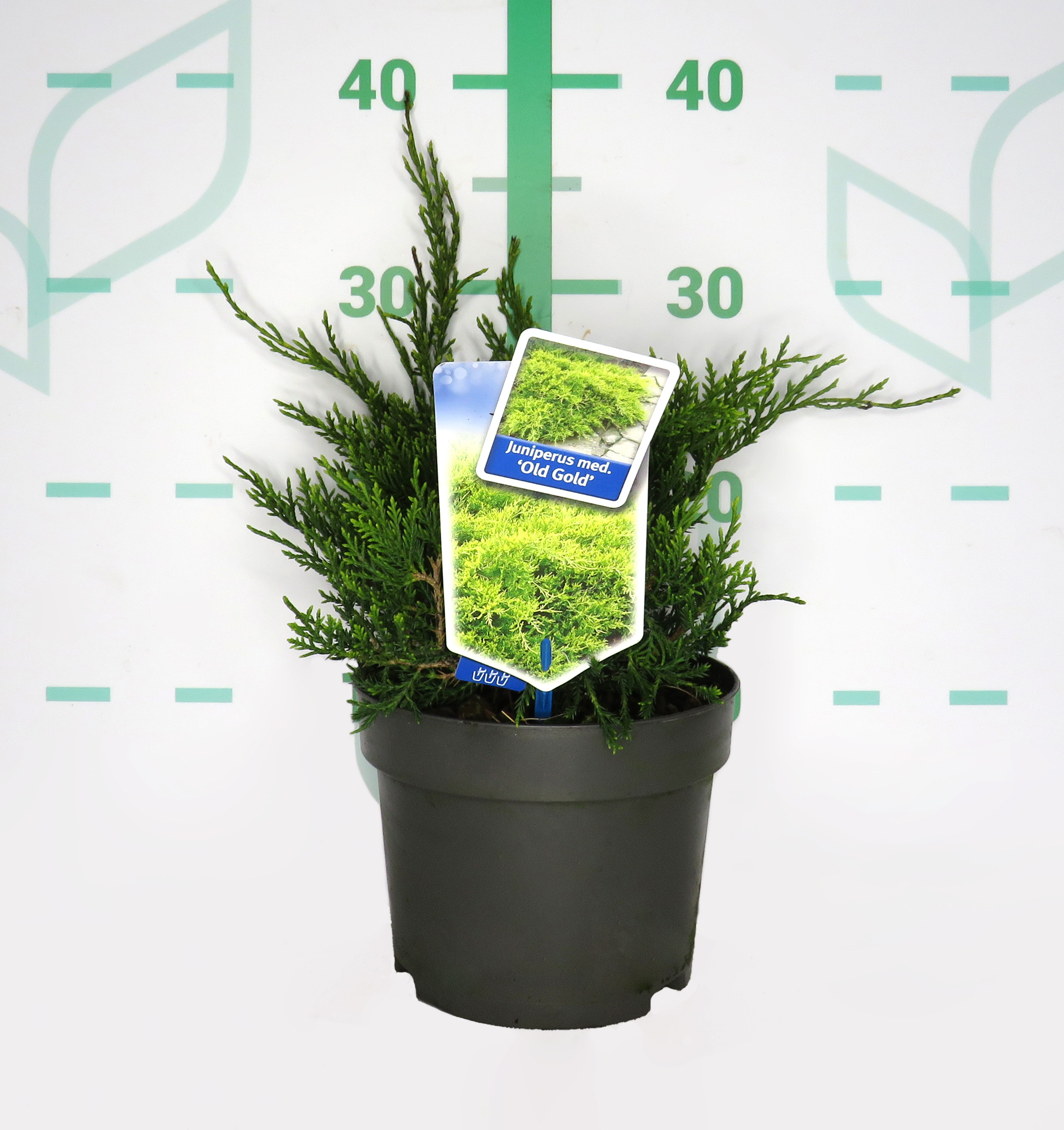 Juniperus x media "Old Gold" 2L 15/20