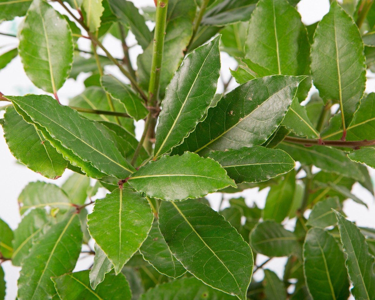 Laurus nobilis 5.5L 80/100