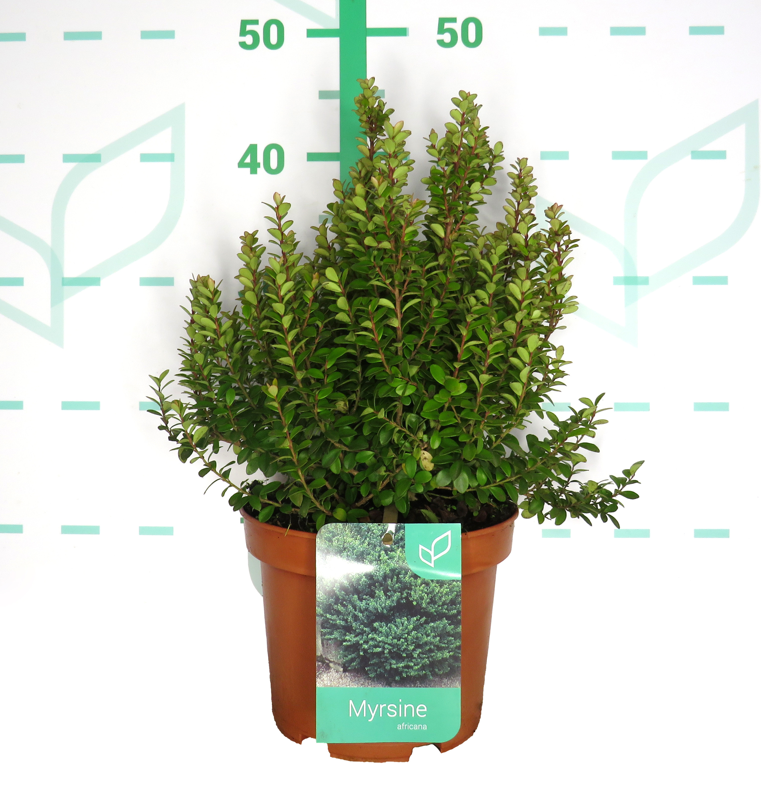 Myrsine africana "Azorica" 3L 20/25