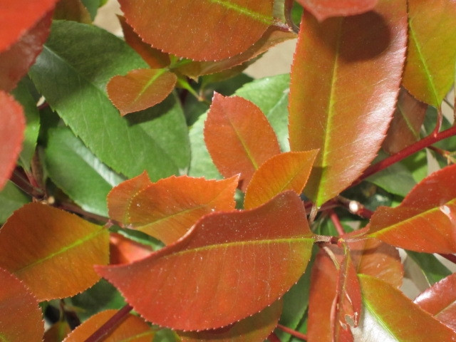 Photinia x fraseri "Red Robin" 30L 140/150