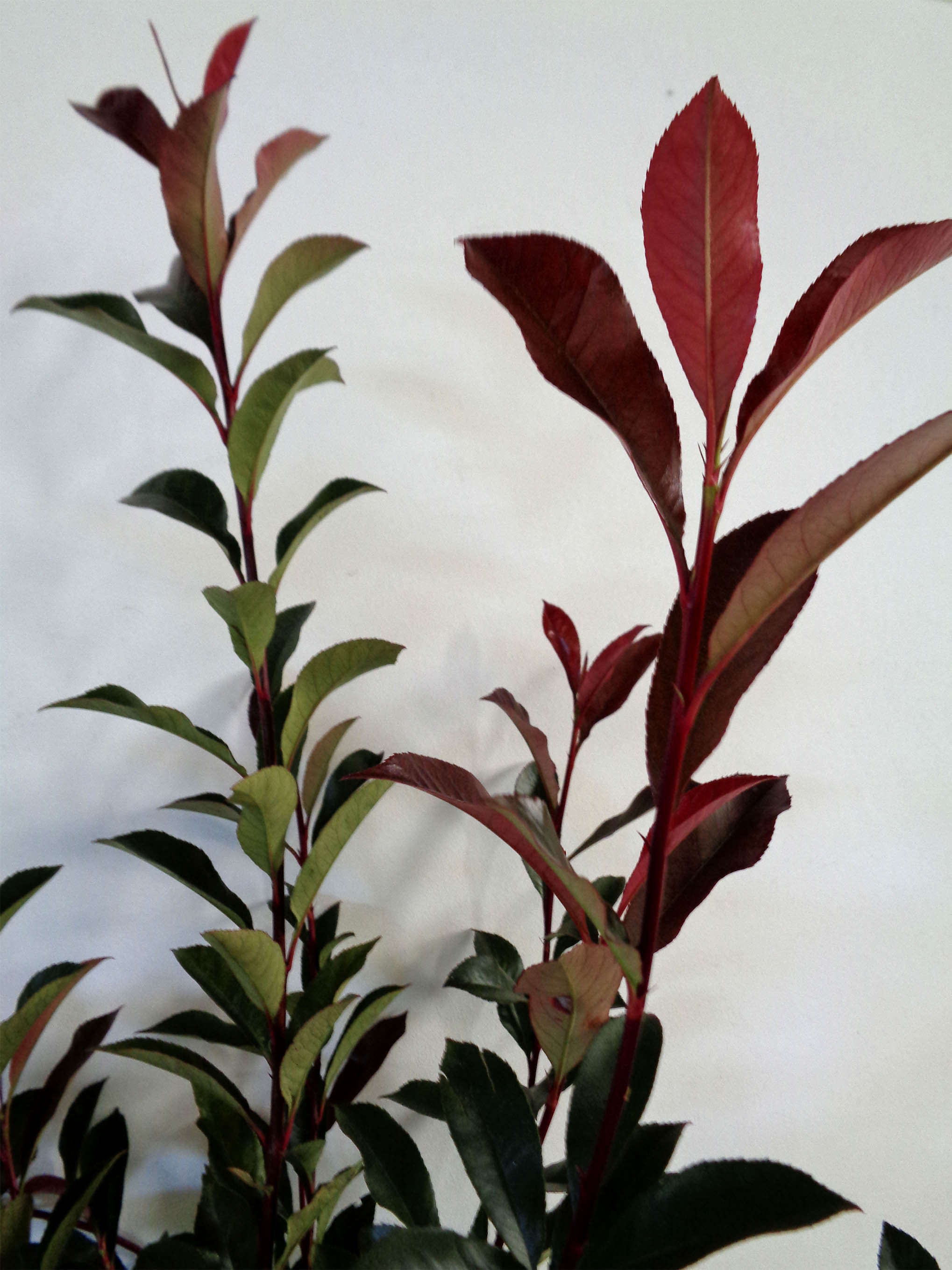 Photinia x fraseri "Carre Rouge" 7.5L 70/80