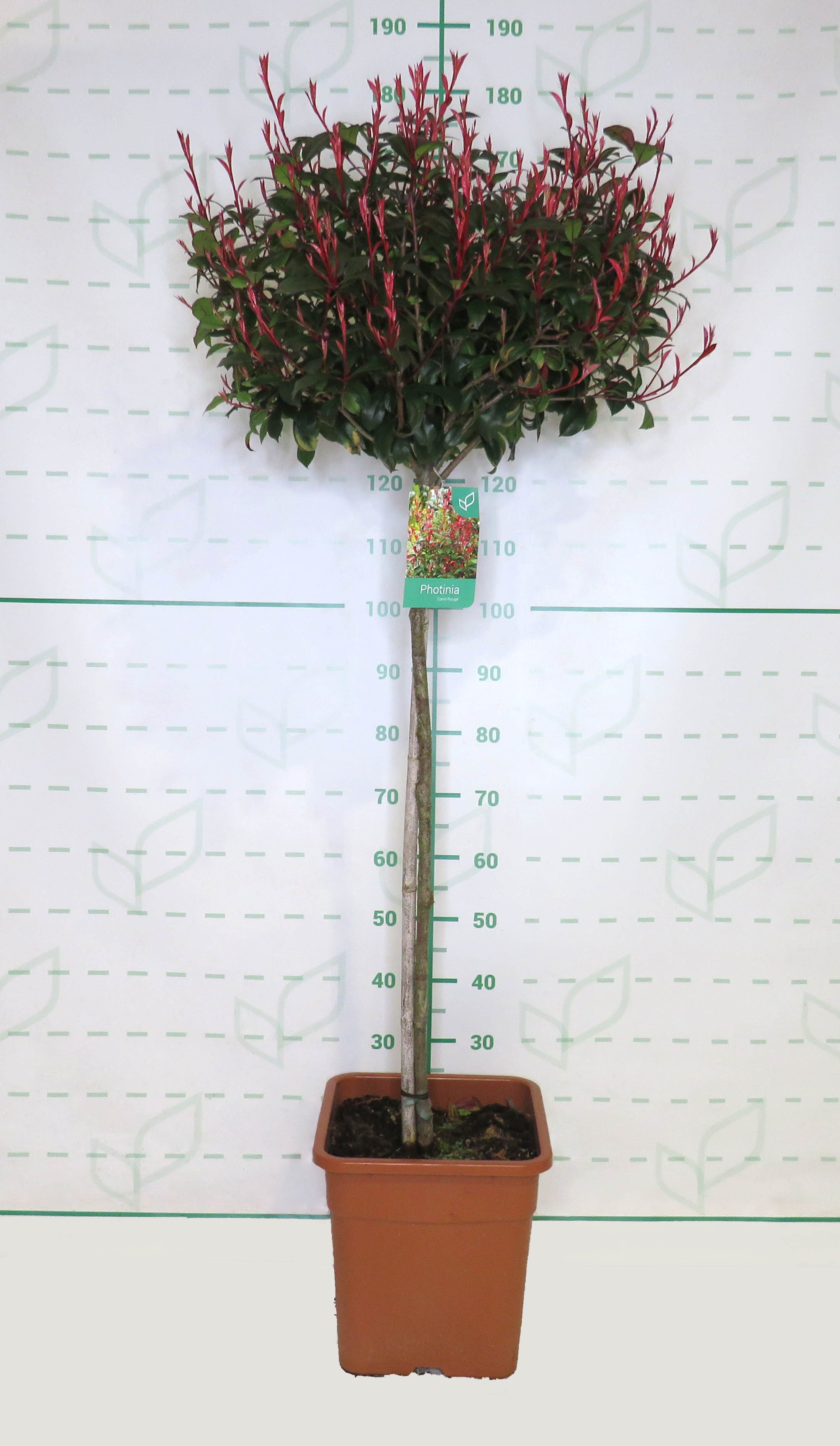 Photinia x fraseri "Carre Rouge" 25L Ht 90/100 140/160