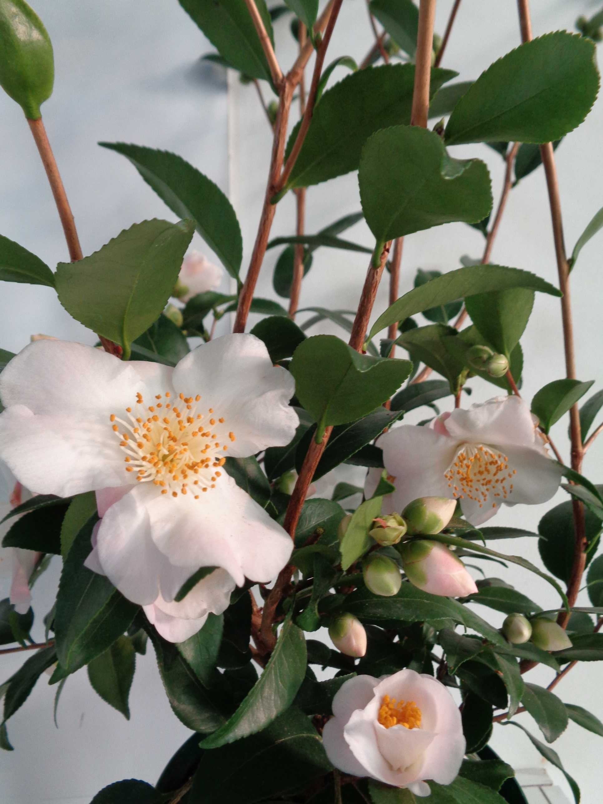 Camellia "Spring Mist" 3L 10+ 40/60